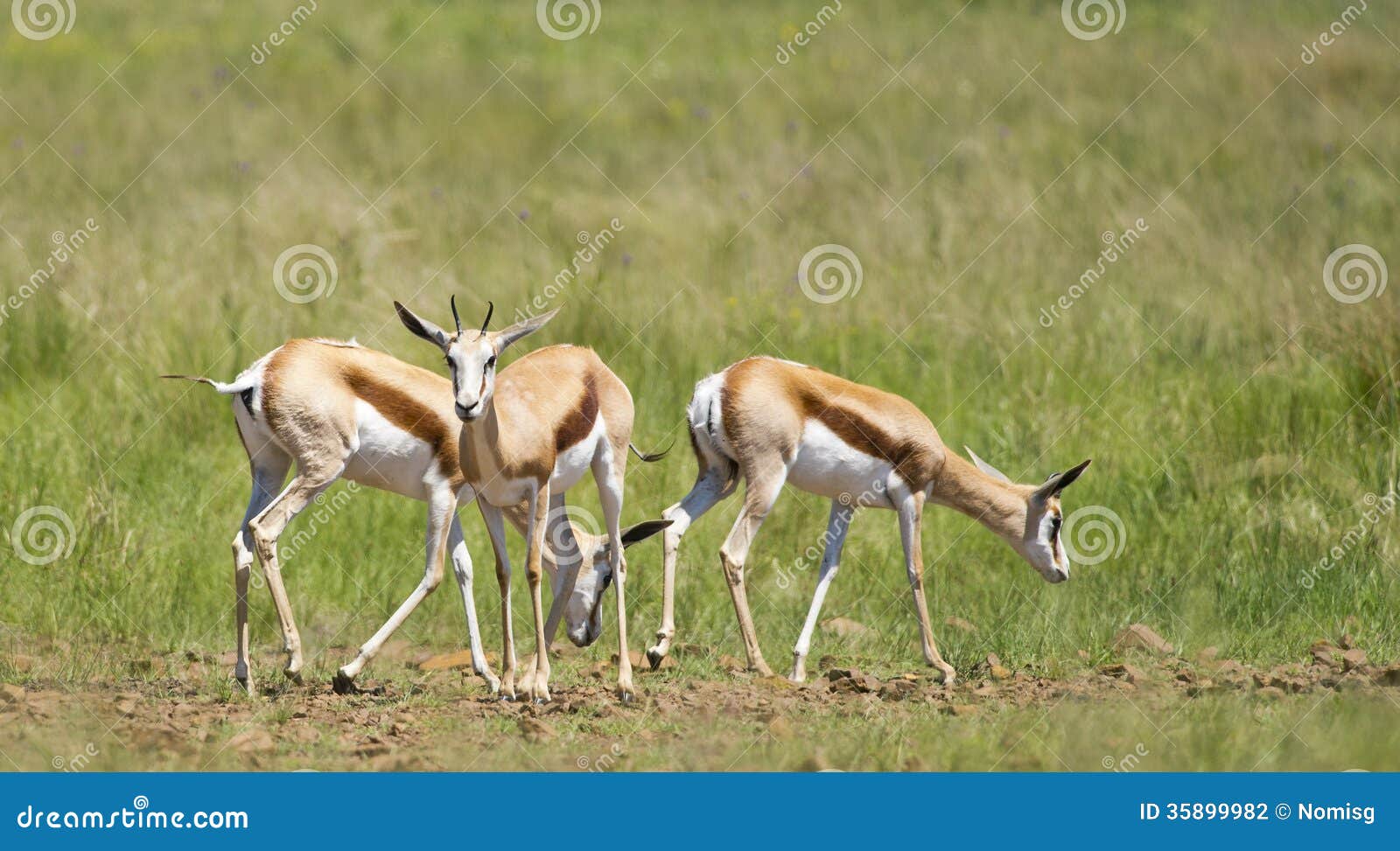 Group of Springbuck stock photo. Image of grasslands - 35899982