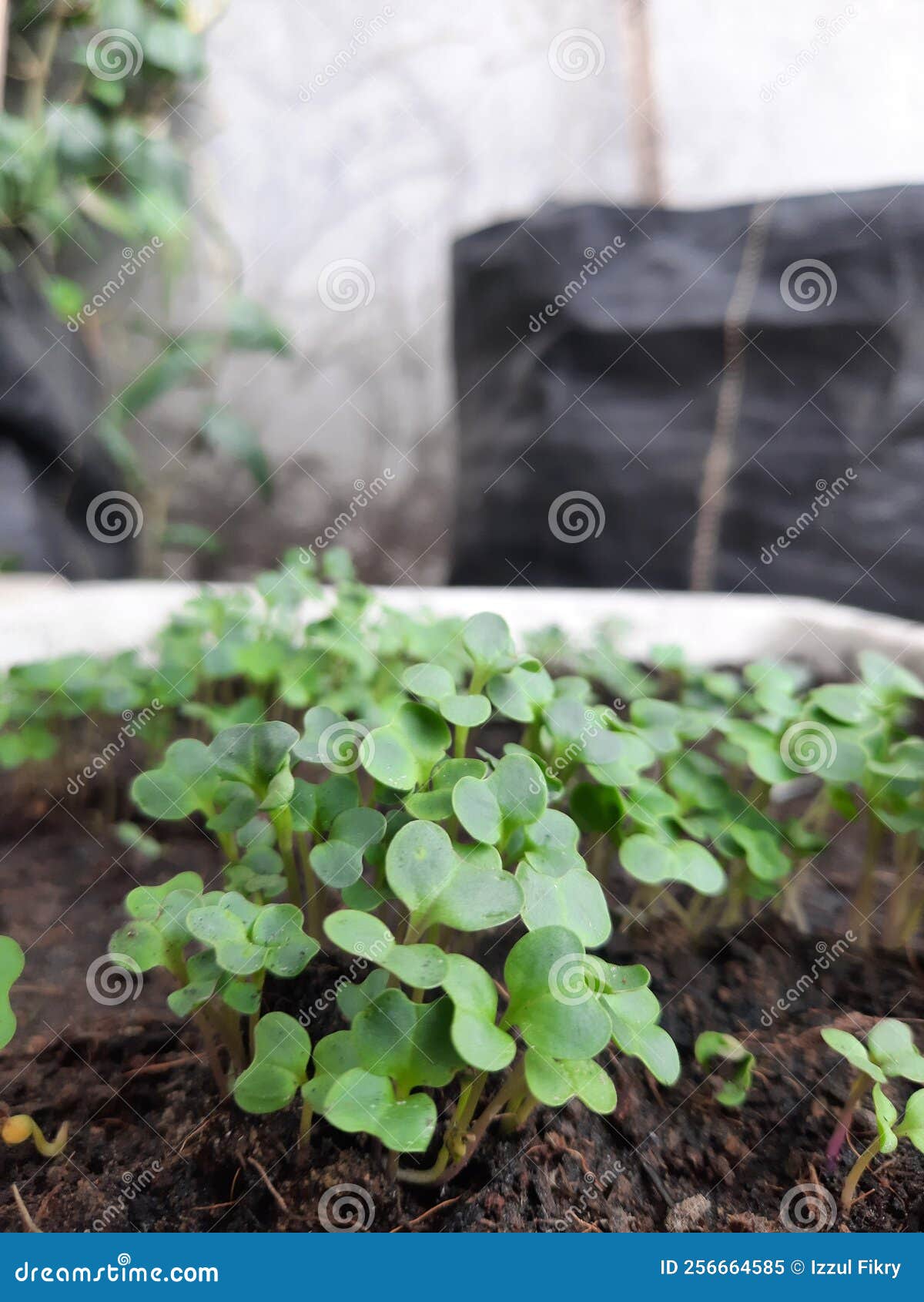 Group of Sprout from Vegetable Seed Stock Image - Image of seed ...