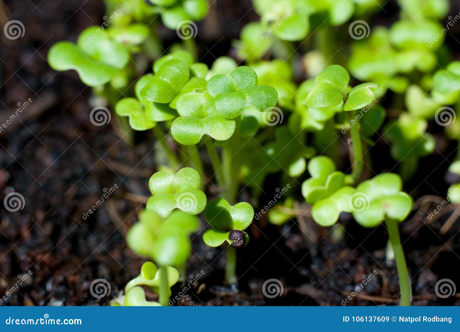 Group of Sprouts Growing from Seed in the Sunny Soil Stock Image ...