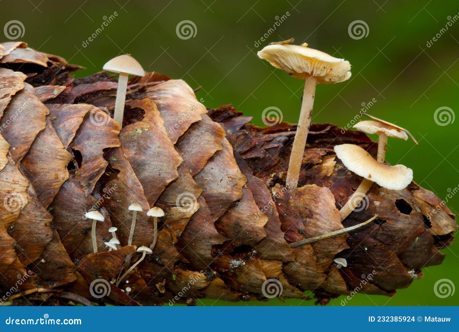 Group of Spruce Cone Caps on Cone Stock Photo - Image of esculentus ...