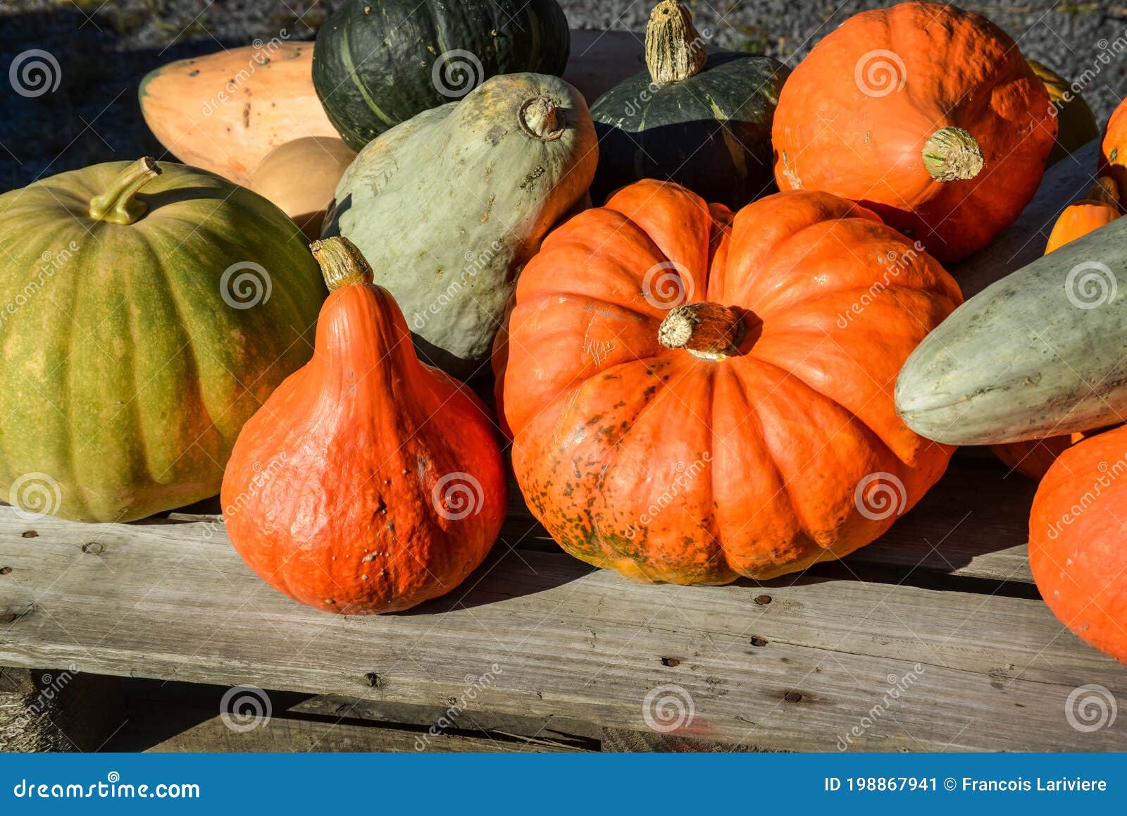 Group of Squash and Pumpkins on a Quebec Farm in the Fall Season. Stock ...
