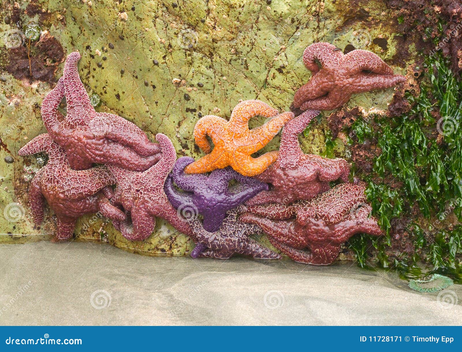 Group of starfish stock image. Image of tide, nature - 11728171