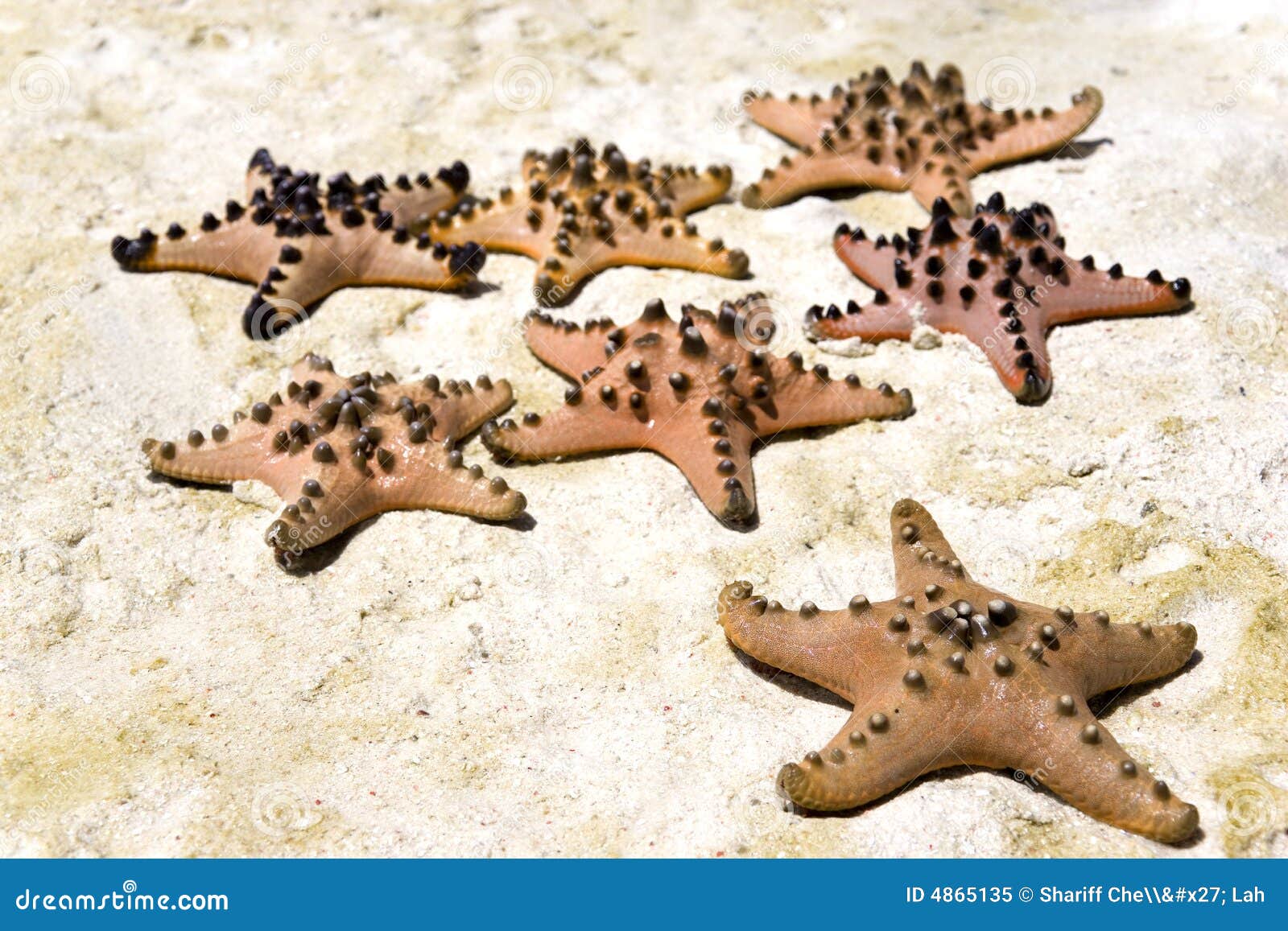 Group of starfish on beach stock image. Image of sandy - 4865135