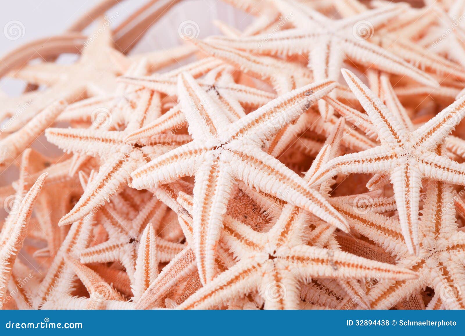 Group of starfish stock photo. Image of ocean, underwater - 32894438