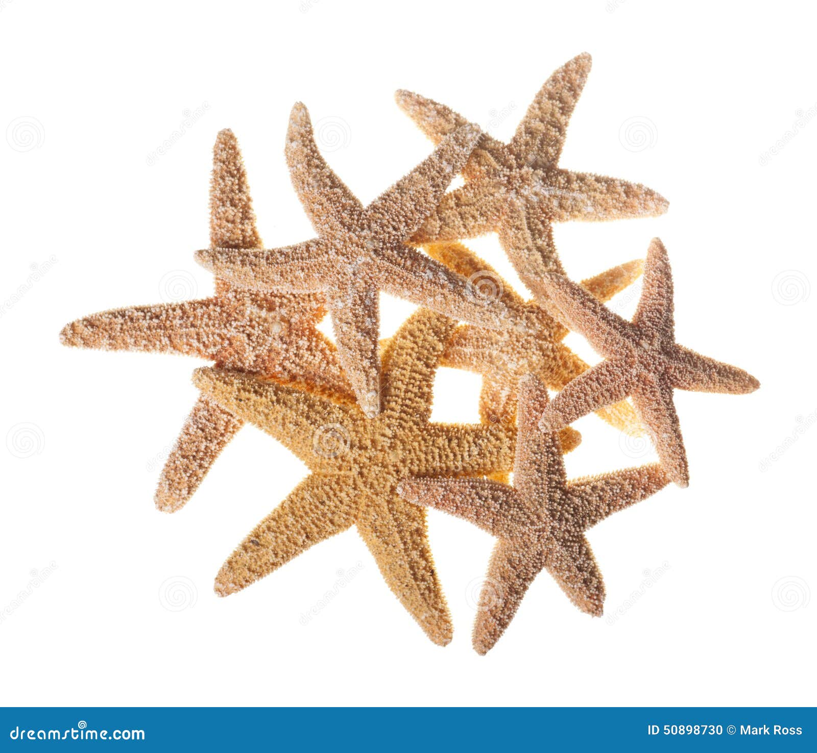 Group of Starfish Isolated on White Background Stock Photo - Image of ...