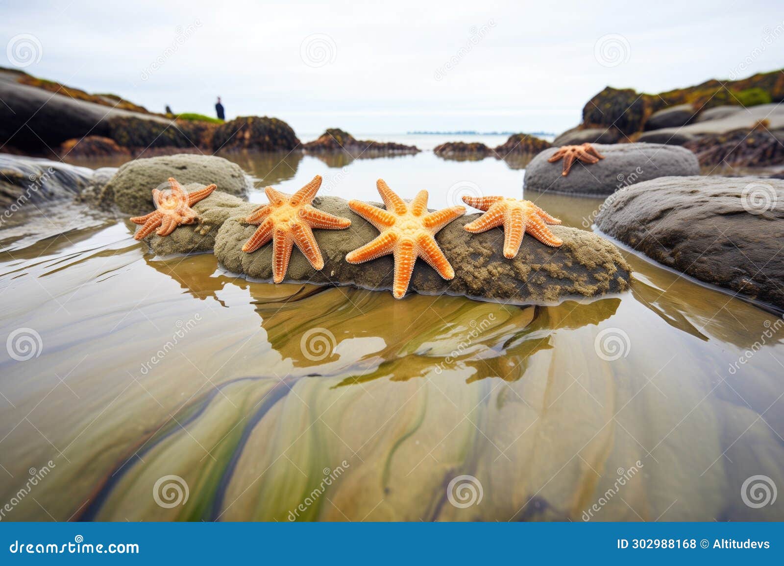 A Group Of Starfish On A Blue Background. AI Generative Image Stock ...