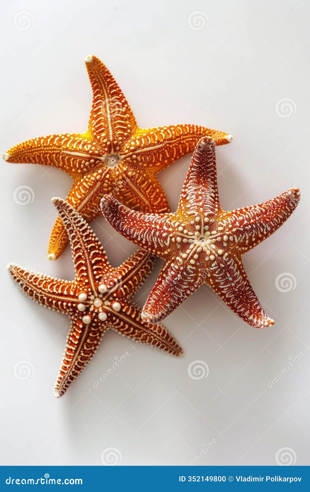 A Group of Starfish Sitting on a White Surface. Perfect for Beach ...
