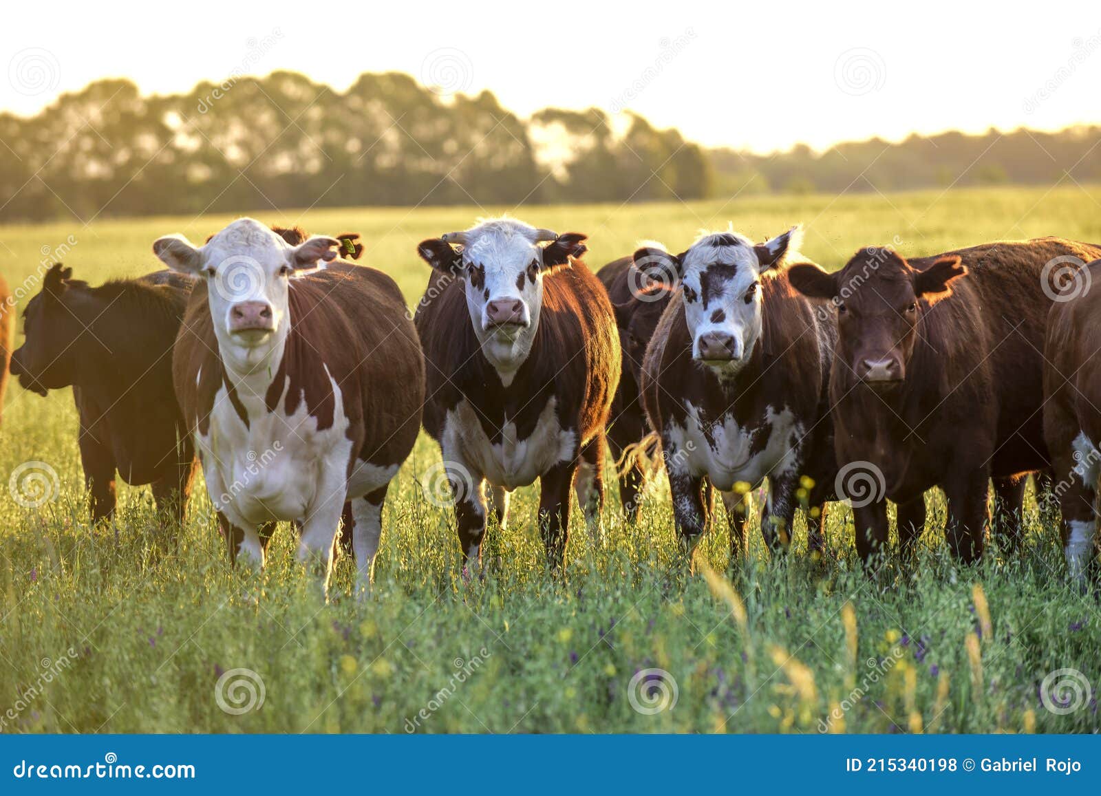 Group of Steers Looking at the Camera Stock Photo - Image of labor ...