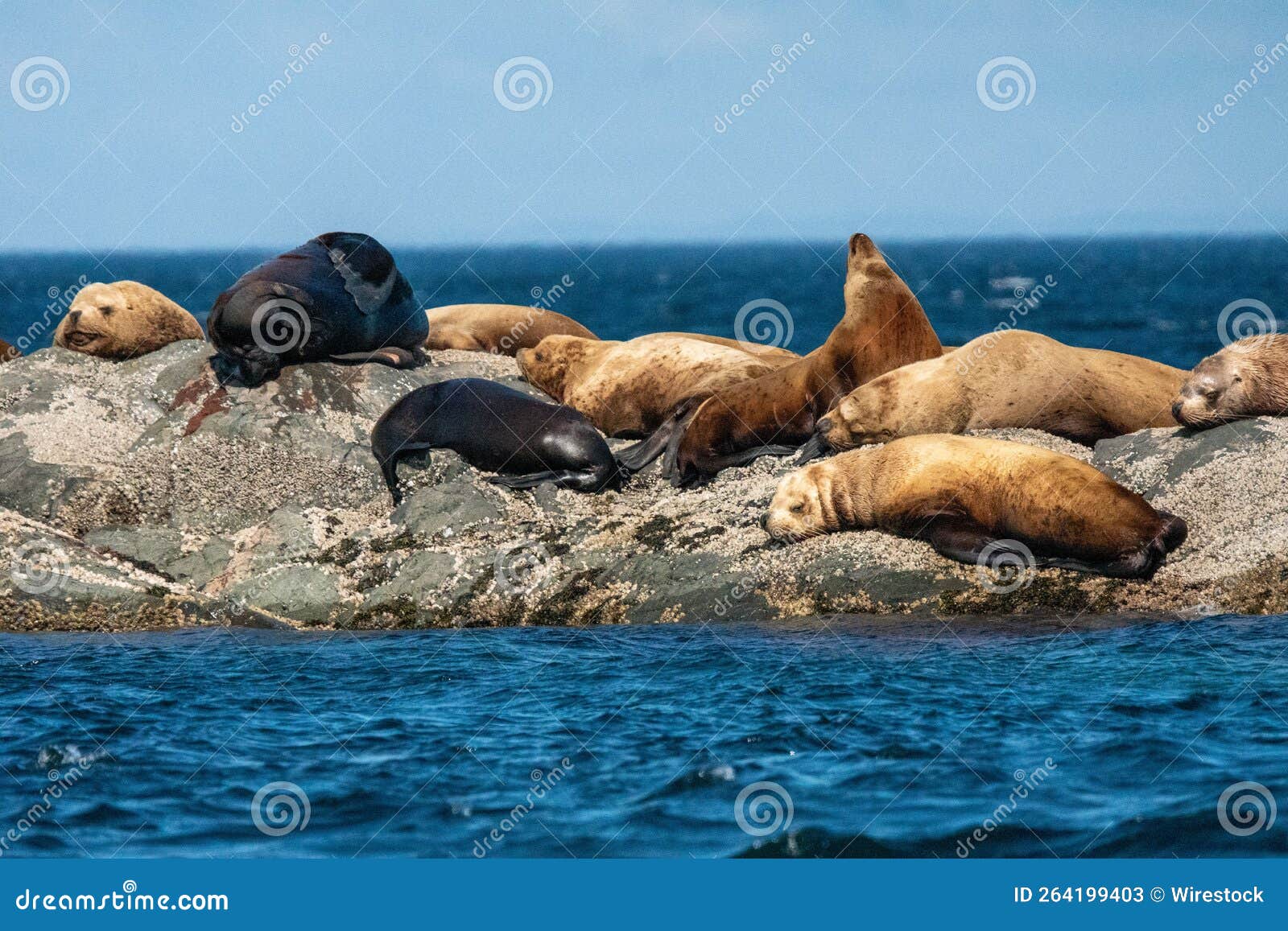 Group of Steller Sea Lions Lying on Rocky Surface in the Middle of Blue ...