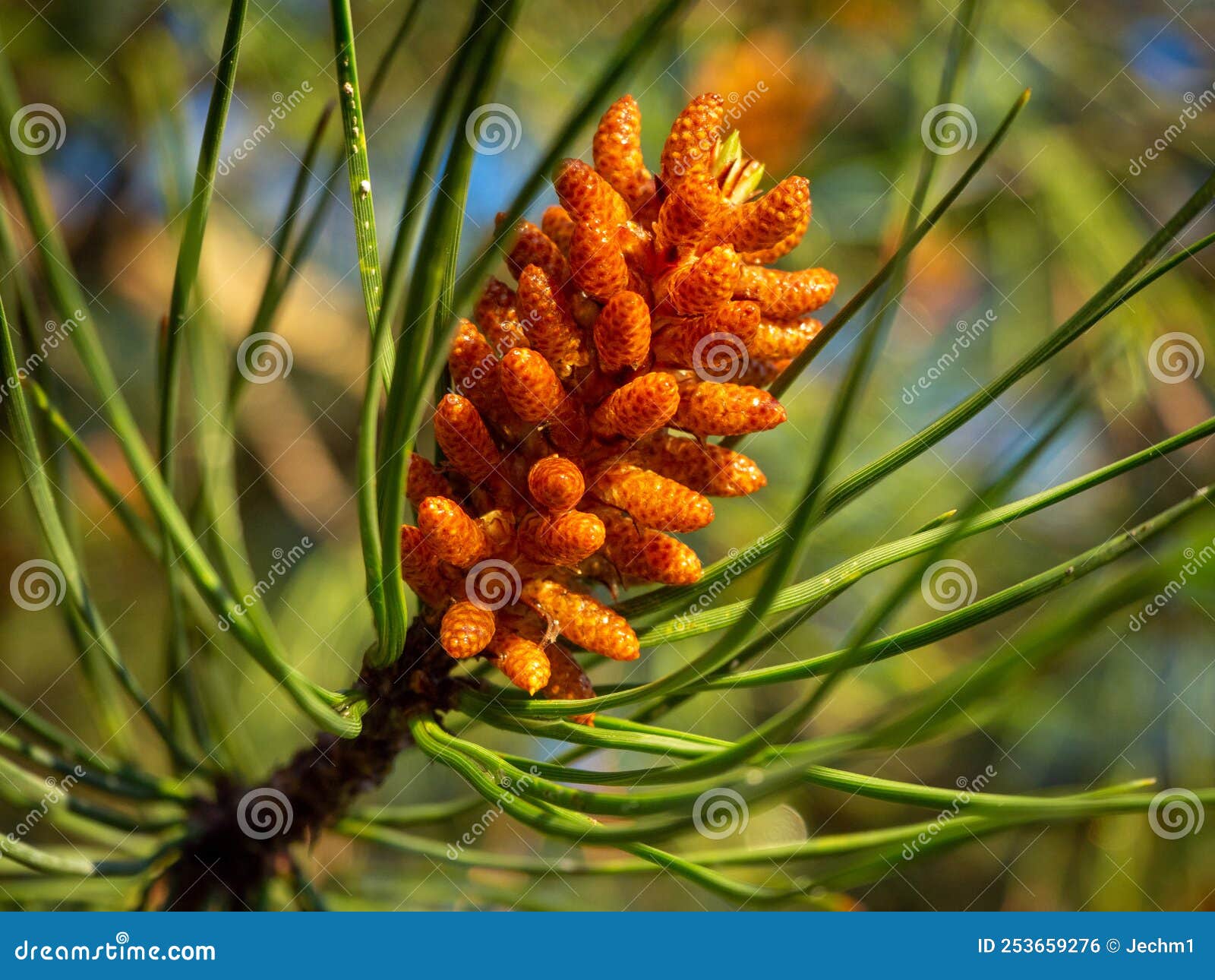 Group of Stone Pine Seeds in Coniferous Forest. Stock Photo - Image of ...
