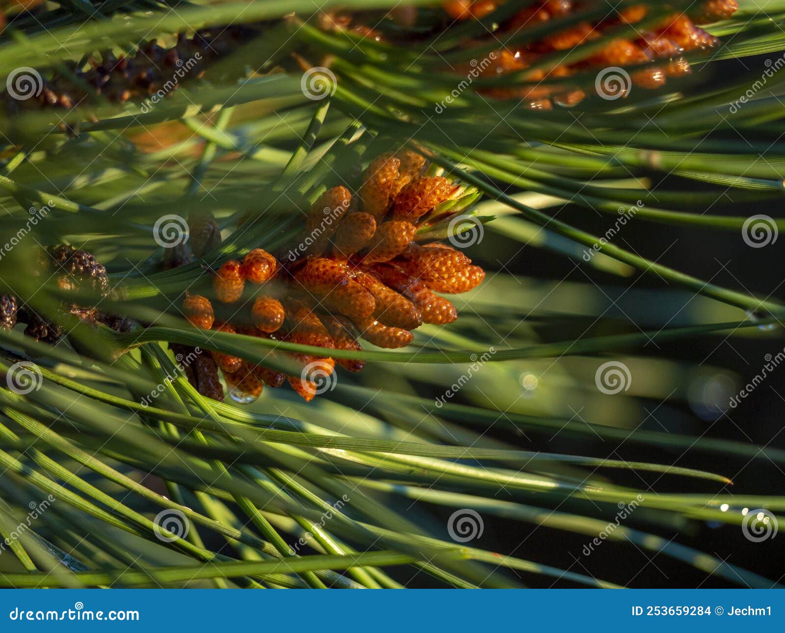 Group of Stone Pine Seeds in Coniferous Forest. Stock Photo - Image of ...