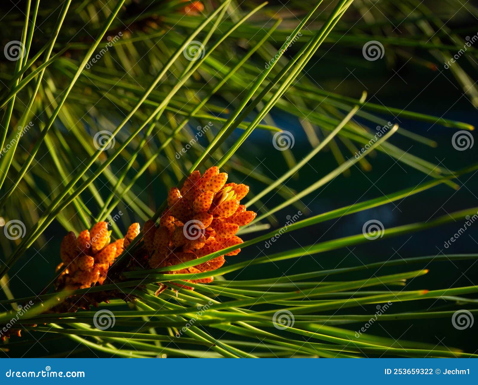 Group of Stone Pine Seeds in Coniferous Forest. Stock Photo - Image of ...