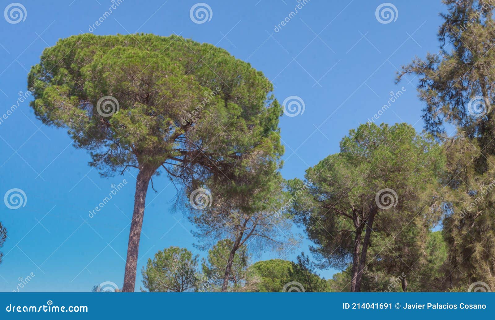 Stone Pines (Pinus Pinea) In Rome Royalty-Free Stock Photo ...