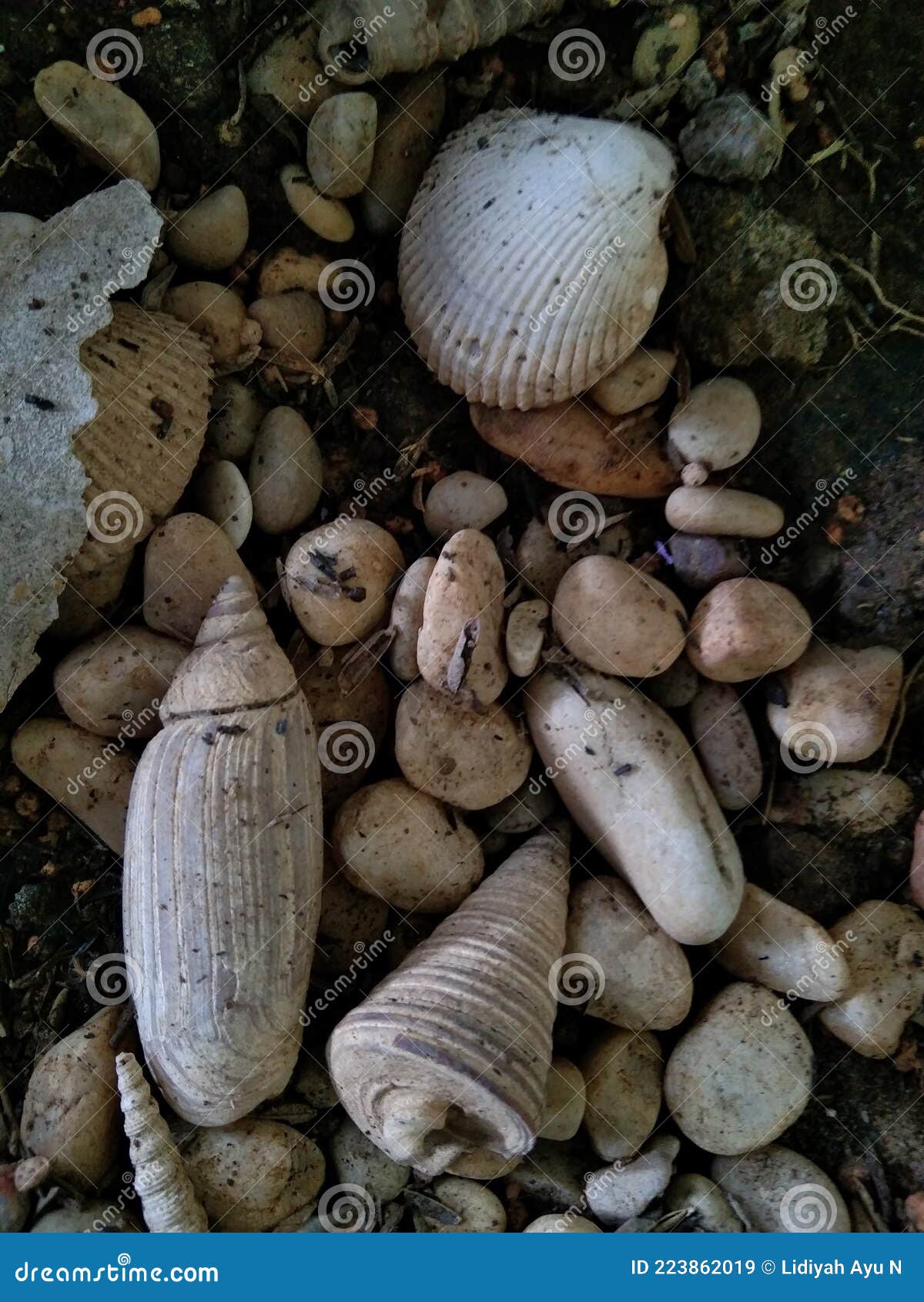Group of Stones and Shells stock image. Image of trunk - 223862019