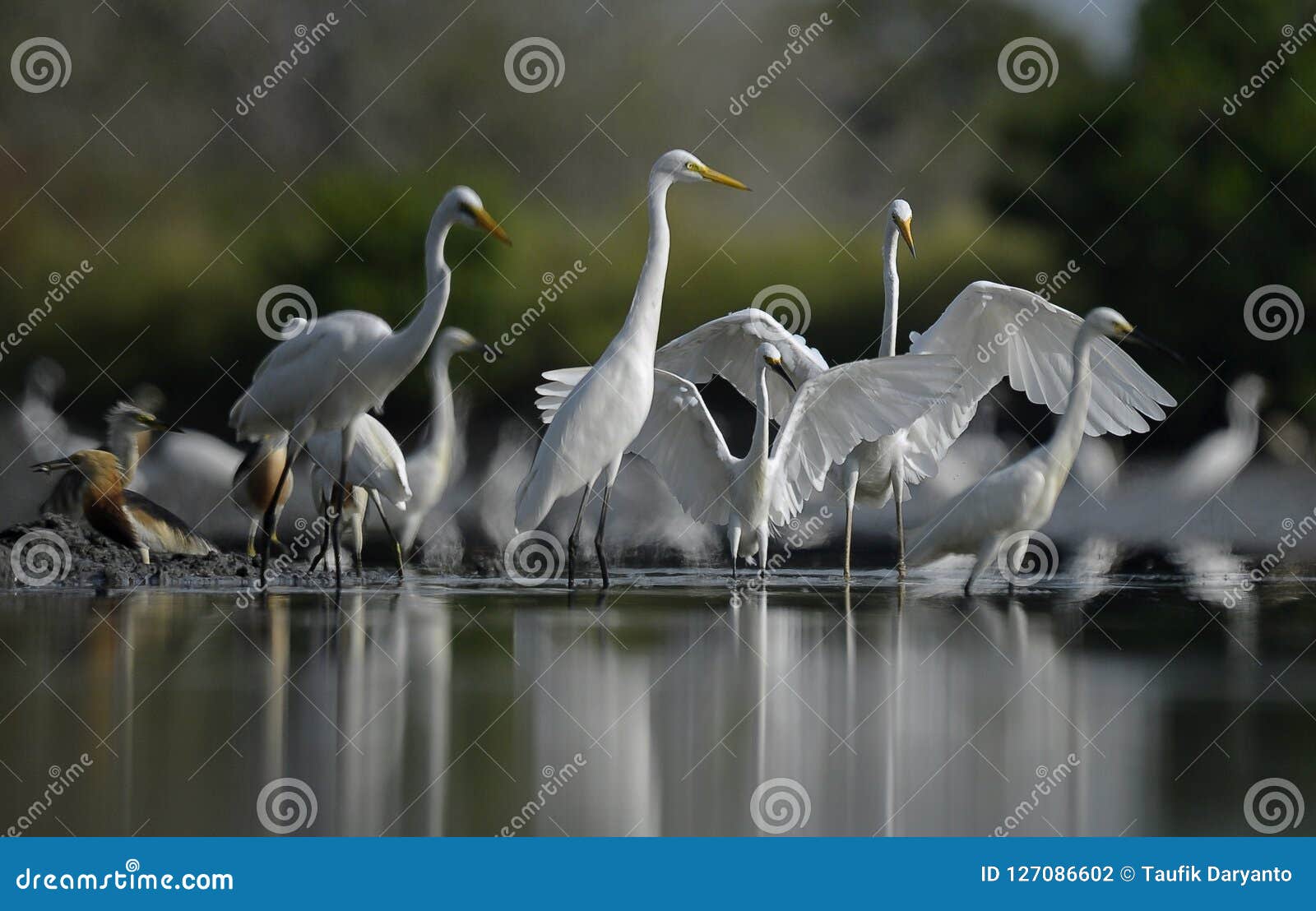 A Group of Stork on the River Bank Stock Photo - Image of detail ...