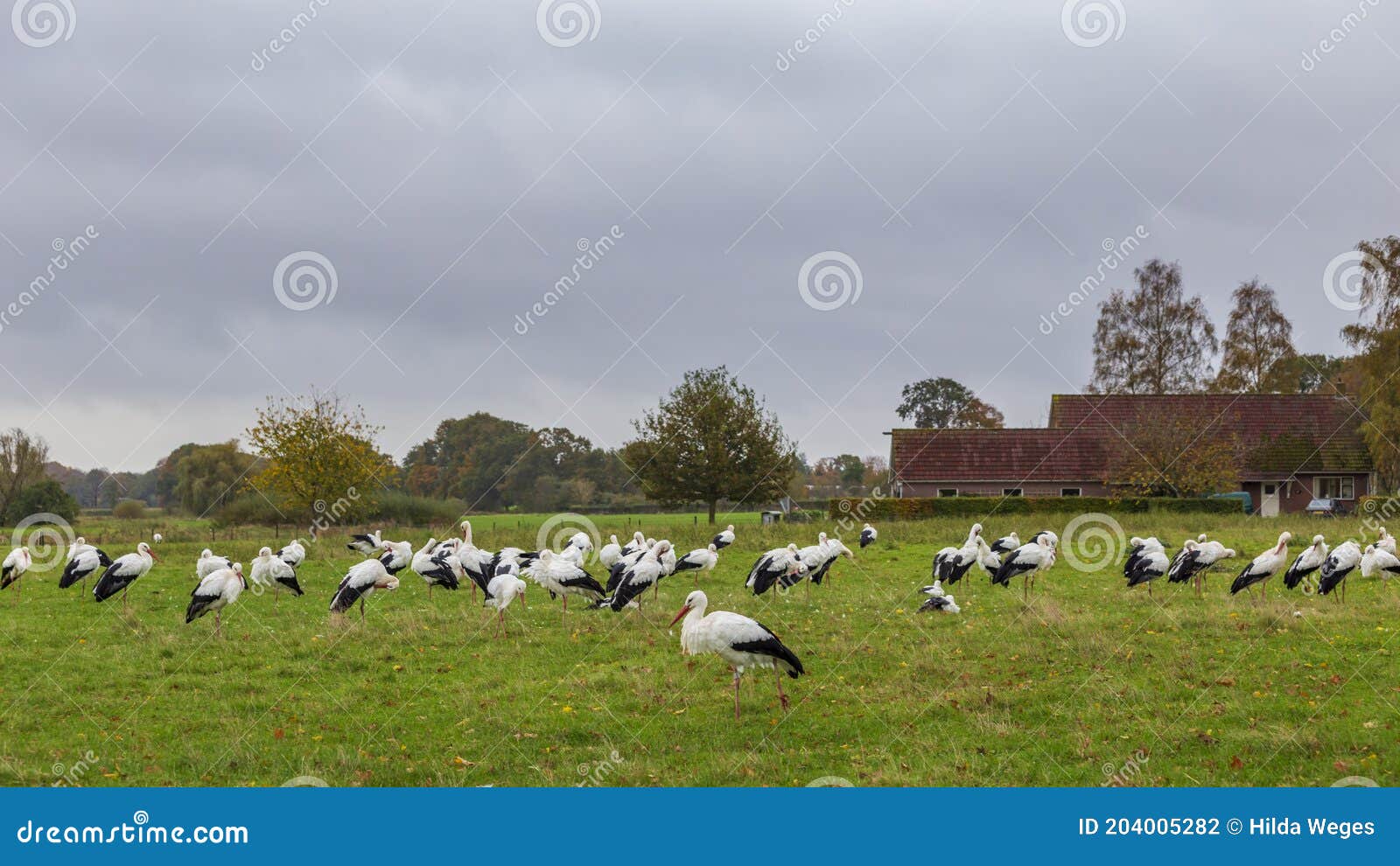 Group of storks stock photo. Image of crane, netherlands - 204005282