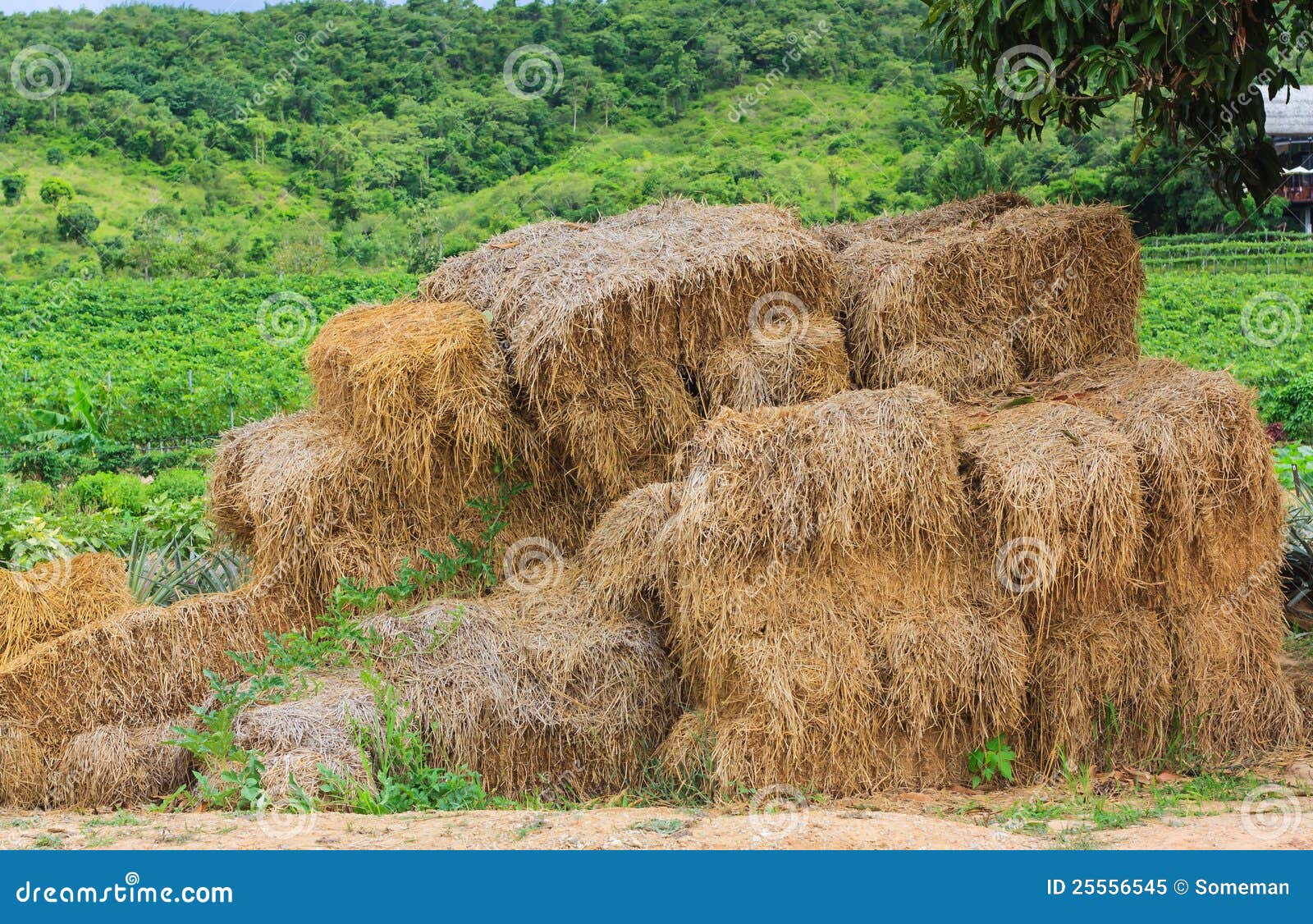 Group of straw stock image. Image of nature, straw, land - 25556545