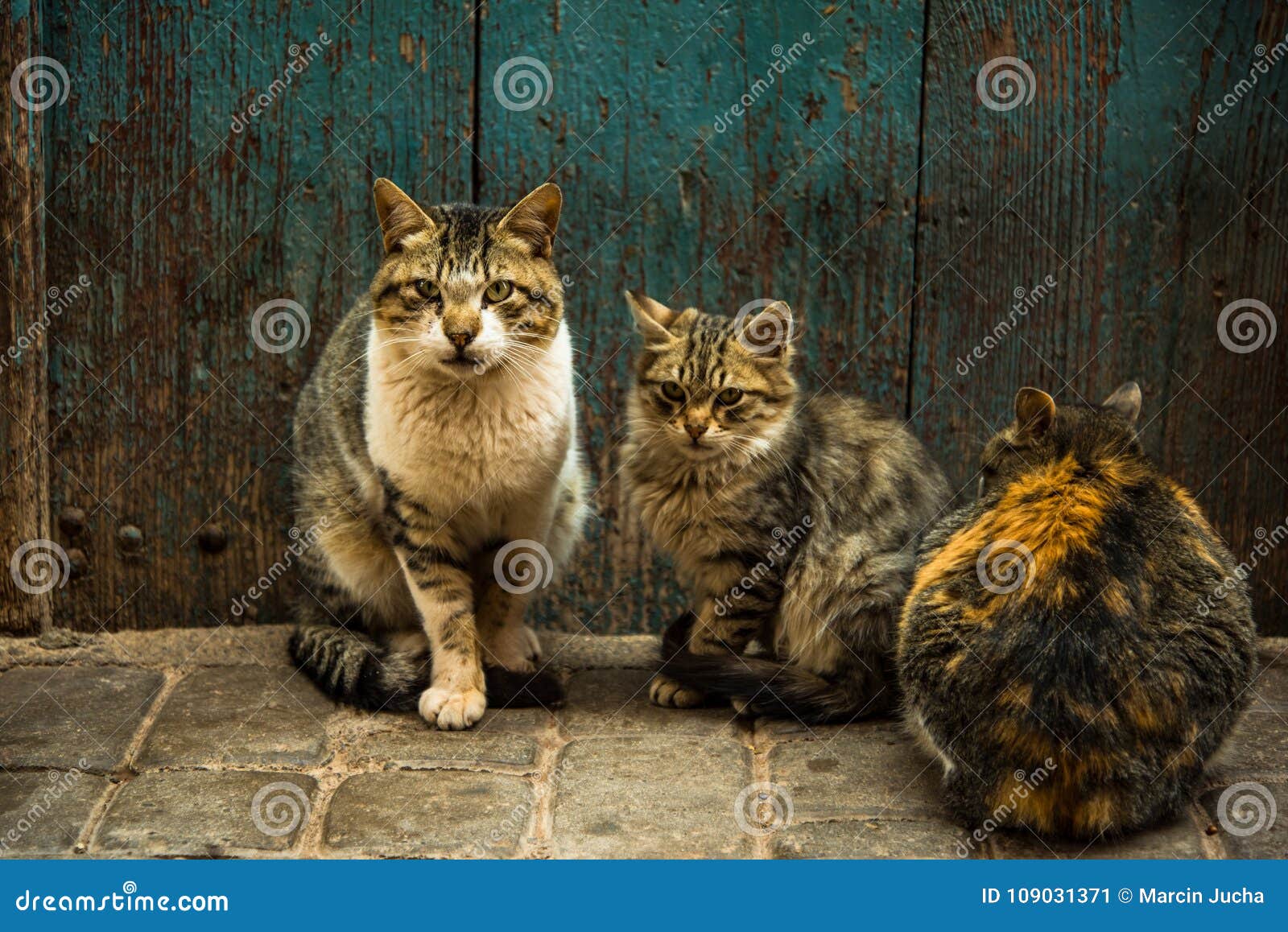 Group Of Stray Cats. Three Stray Cats Are Sitting On The Street. Animal ...