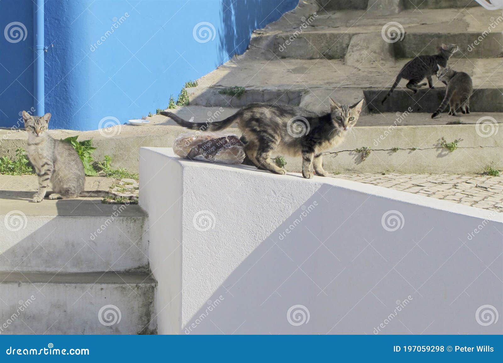 A Group of Stray Cats on the Steps Stock Photo - Image of sunshine ...