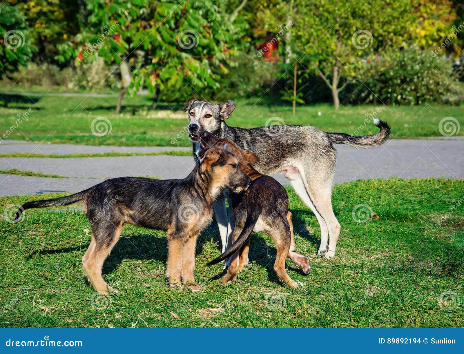 Group of Stray Dog Playing with Each Other Stock Photo - Image of ...