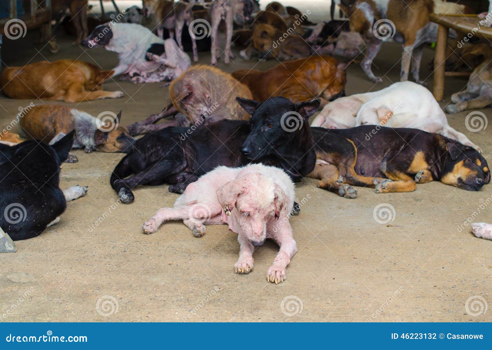 Group of Stray Dogs in Foundation Stock Photo - Image of dirty, group ...