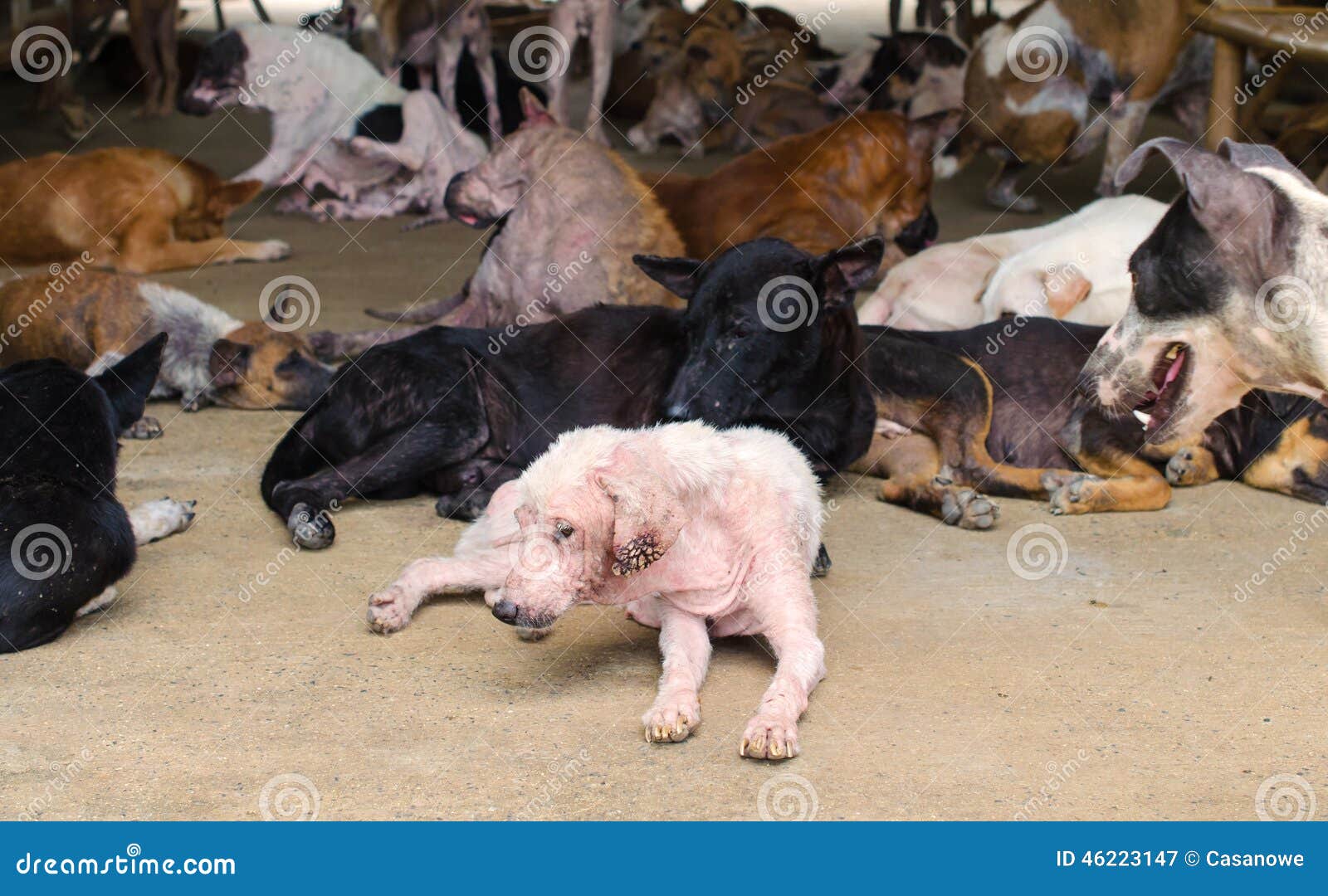 Group of Stray Dogs in Foundation Stock Image - Image of hunger, dogs ...