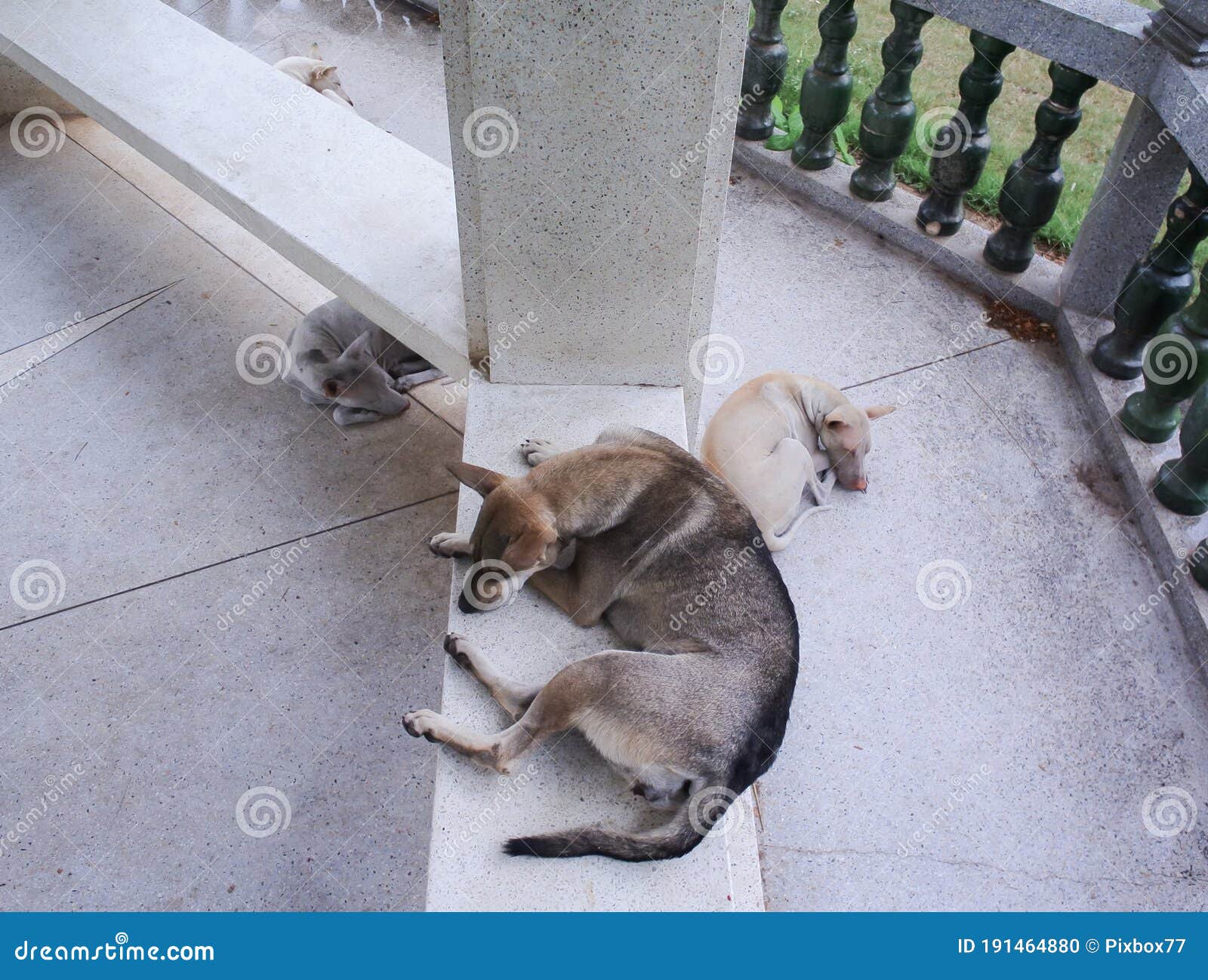 Group Of Stray Cats. Three Stray Cats Are Sitting On The Street. Animal ...