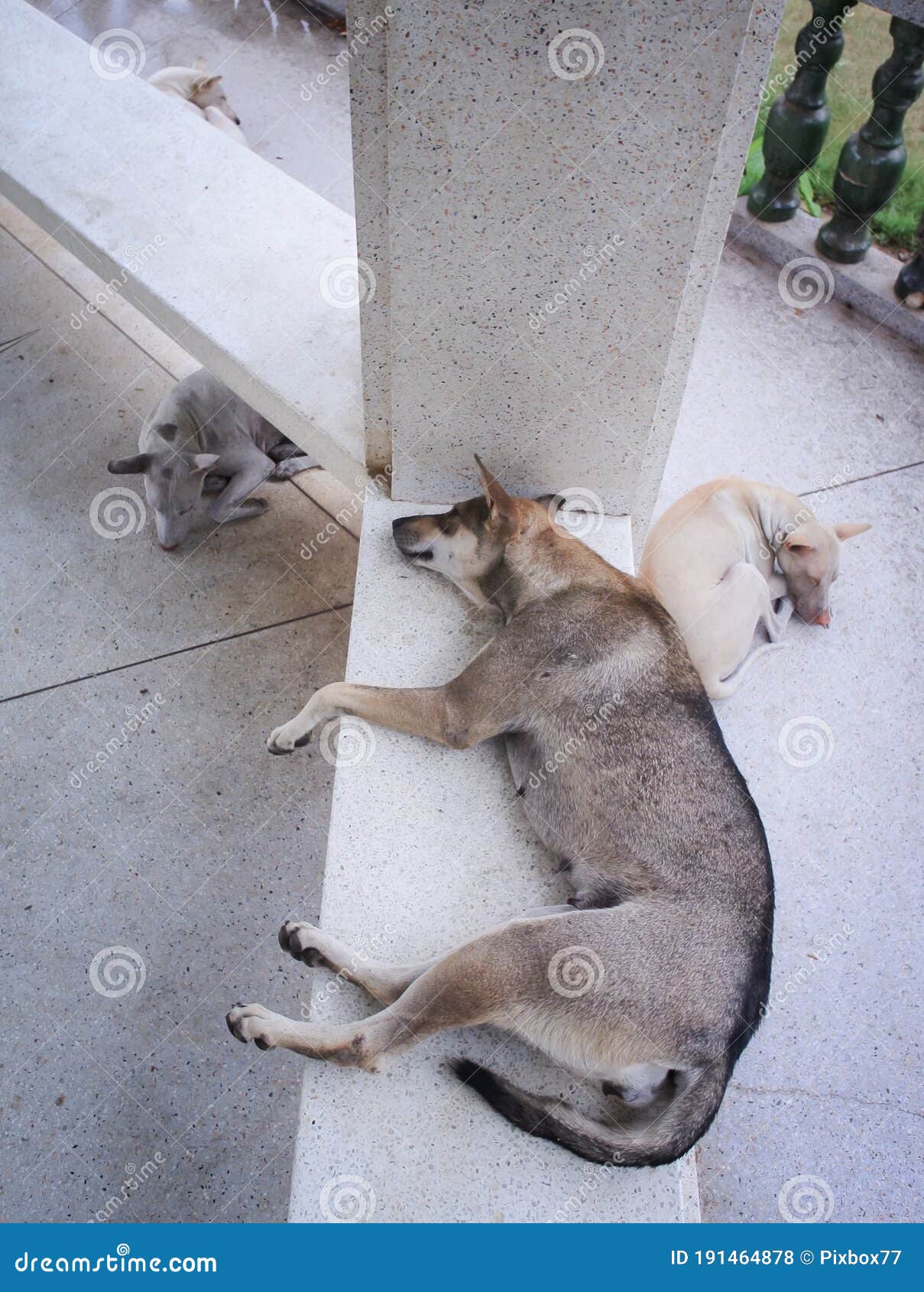 Group Of Stray Cats. Three Stray Cats Are Sitting On The Street. Animal ...