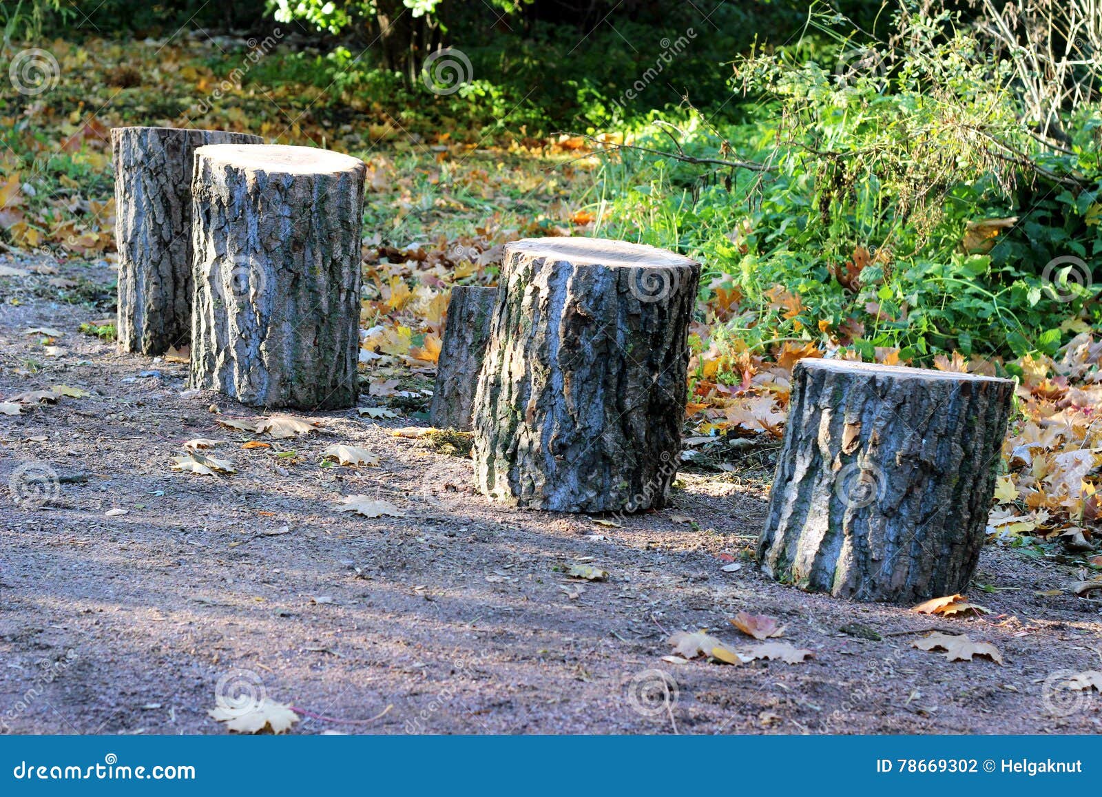 Group of stumps stock photo. Image of wood, woods, plant - 78669302