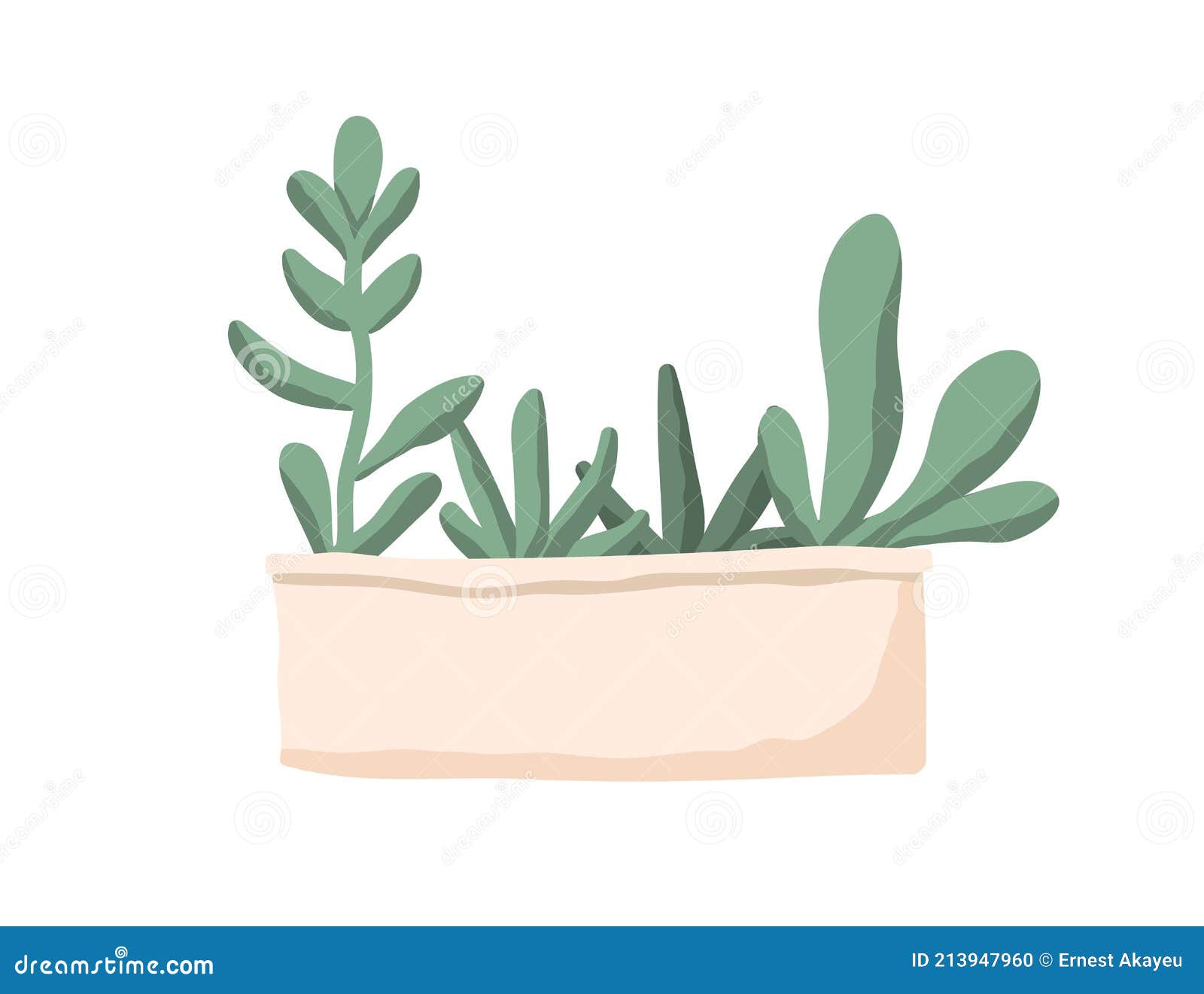 Group Of Succulents In Long Rectangular Pot Or Box. Interior Plants ...
