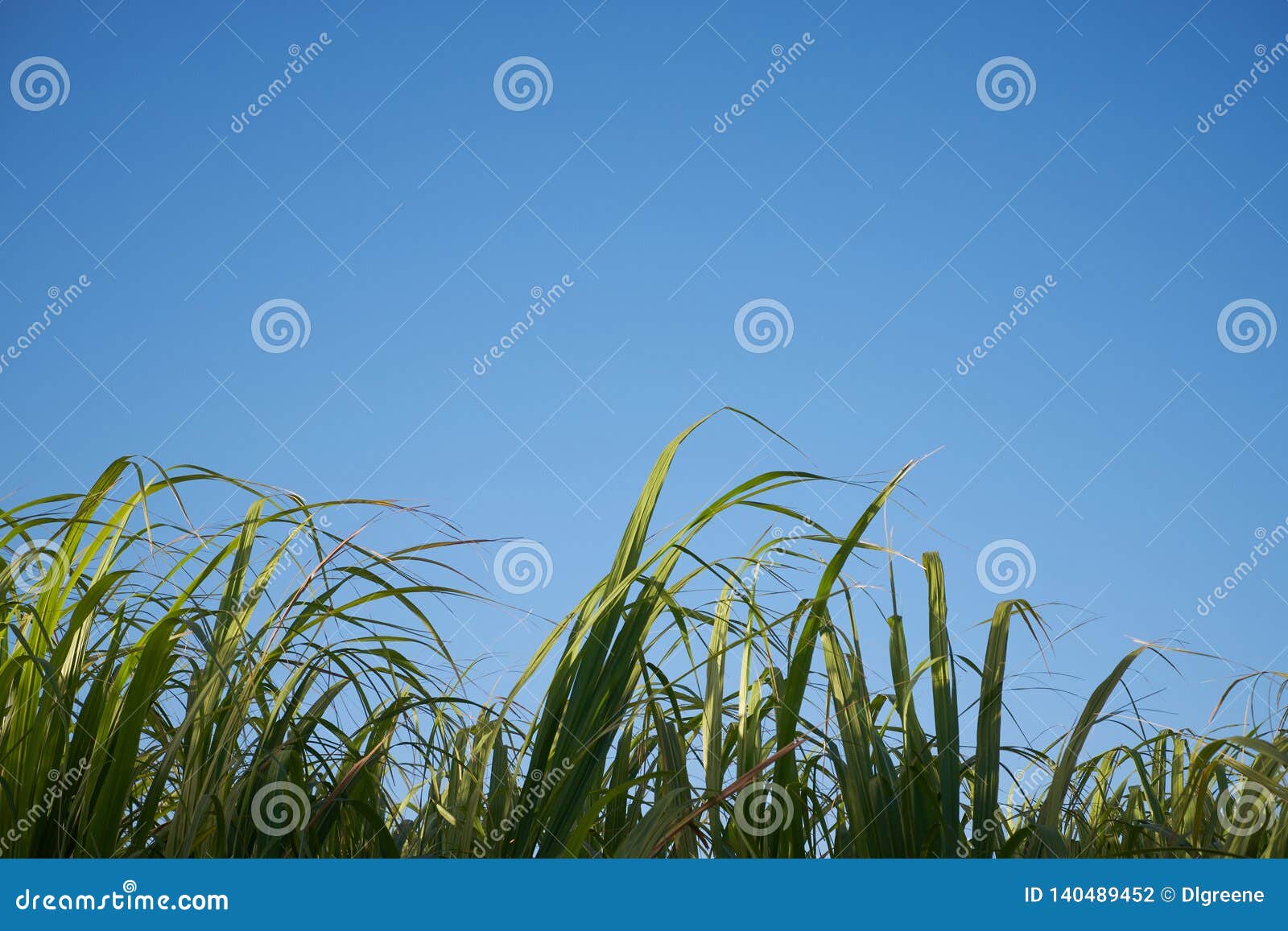 Field Of Canes Stock Photo | CartoonDealer.com #25832376