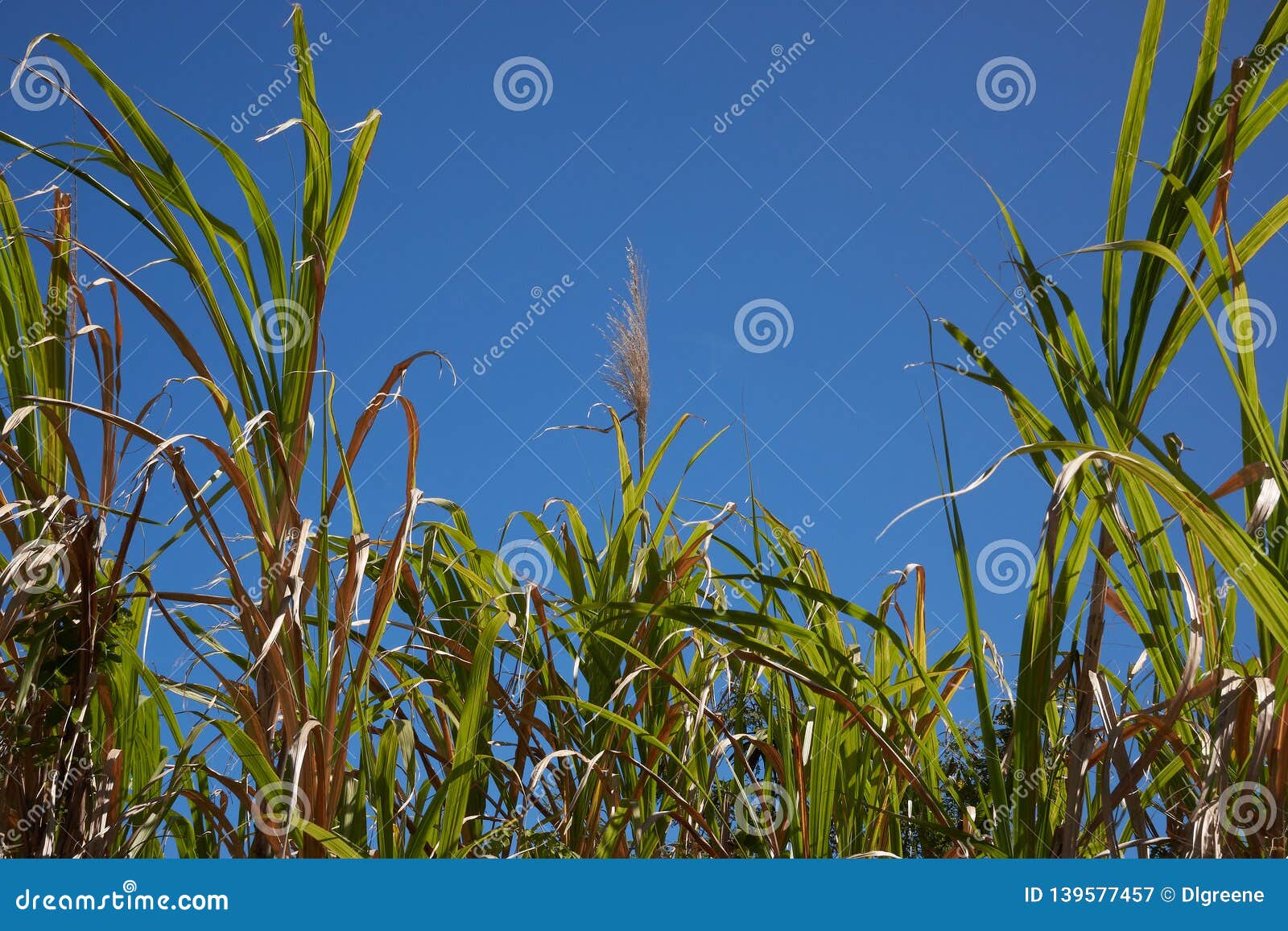 A Group of Sugar Canes 1 stock image. Image of land - 139577457