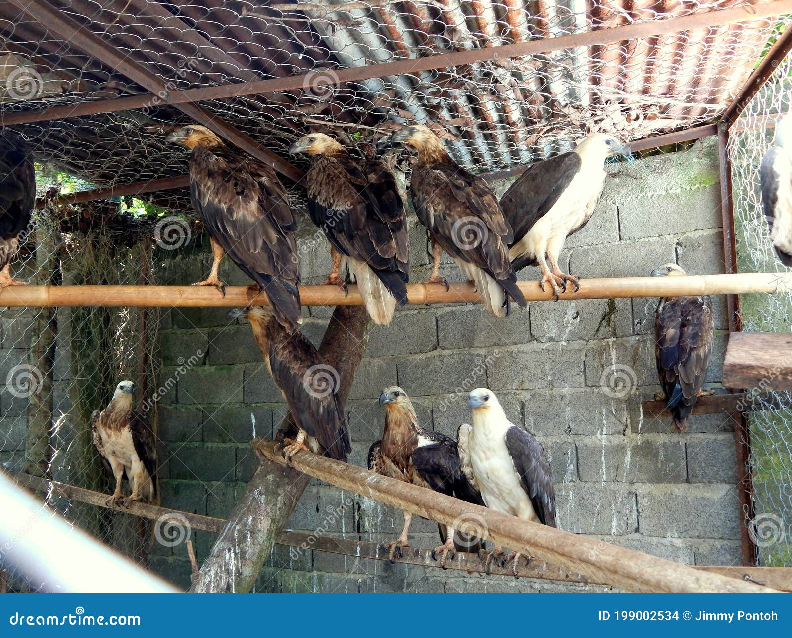 Sulawesi Eagles in the Cage of Conservation Park Stock Photo - Image of ...