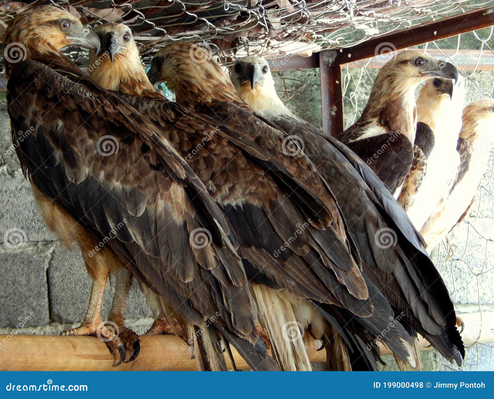 Sulawesi Eagle in the Cage of Conservation Park Stock Photo - Image of ...
