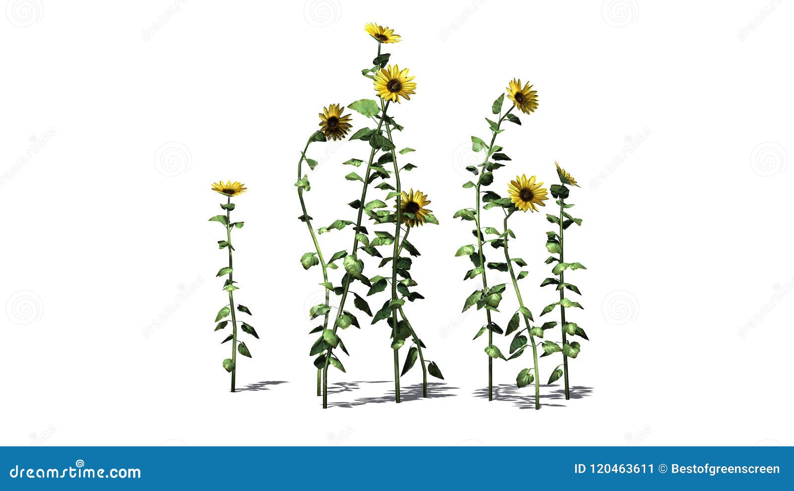 A group of sunflowers stock illustration. Illustration of sunflower ...