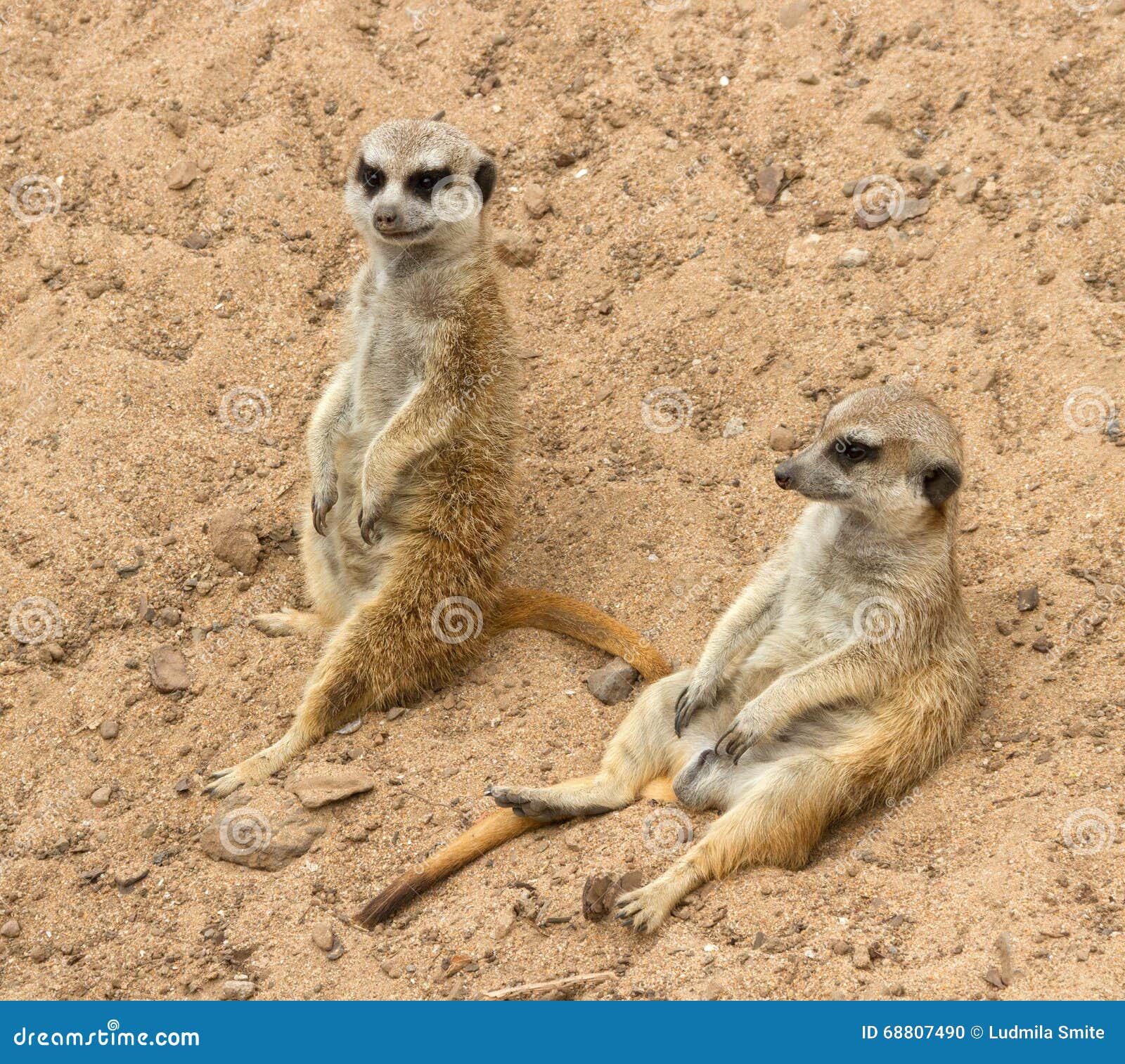 Group of suricates. stock photo. Image of horizontal - 68807490