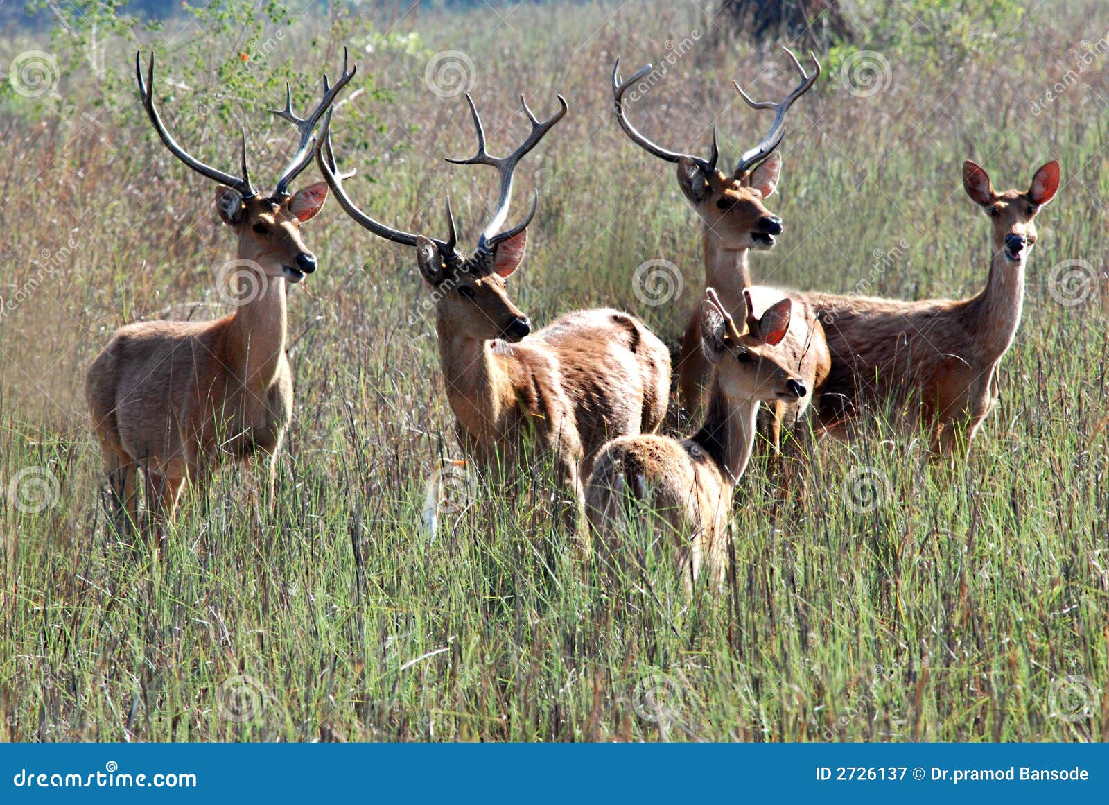 Group of swamp deers stock image. Image of national, grass - 2726137