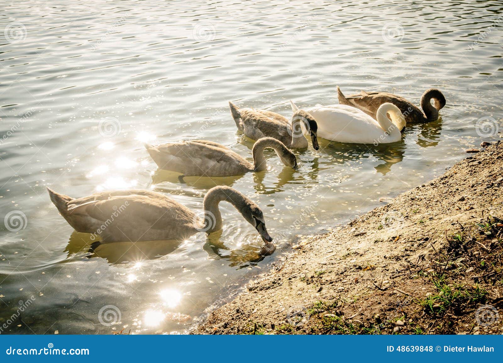 Group of swan stock photo. Image of mute, wildlife, bird - 48639848