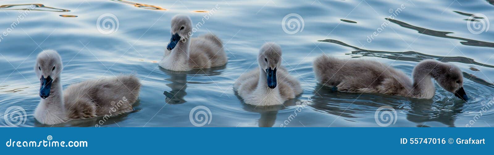 Group of Swan Hatchlings stock photo. Image of together - 55747016