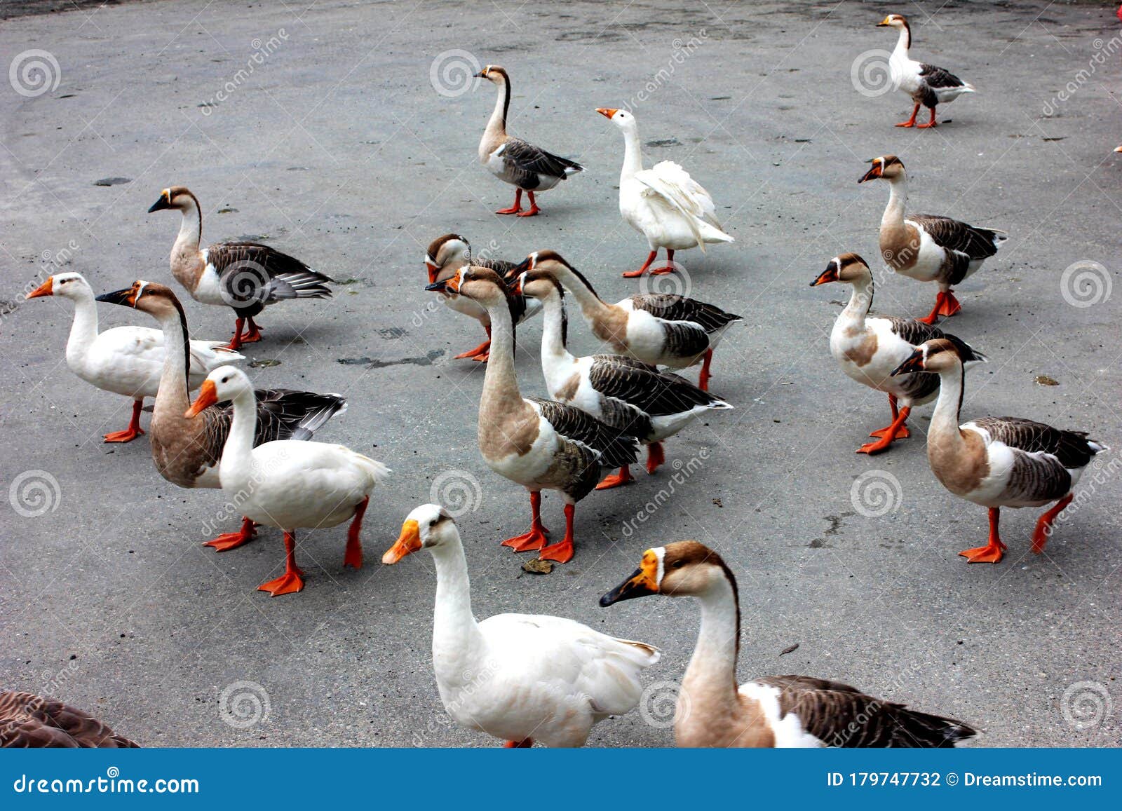 Group of Swan on a road. stock photo. Image of colours - 179747732