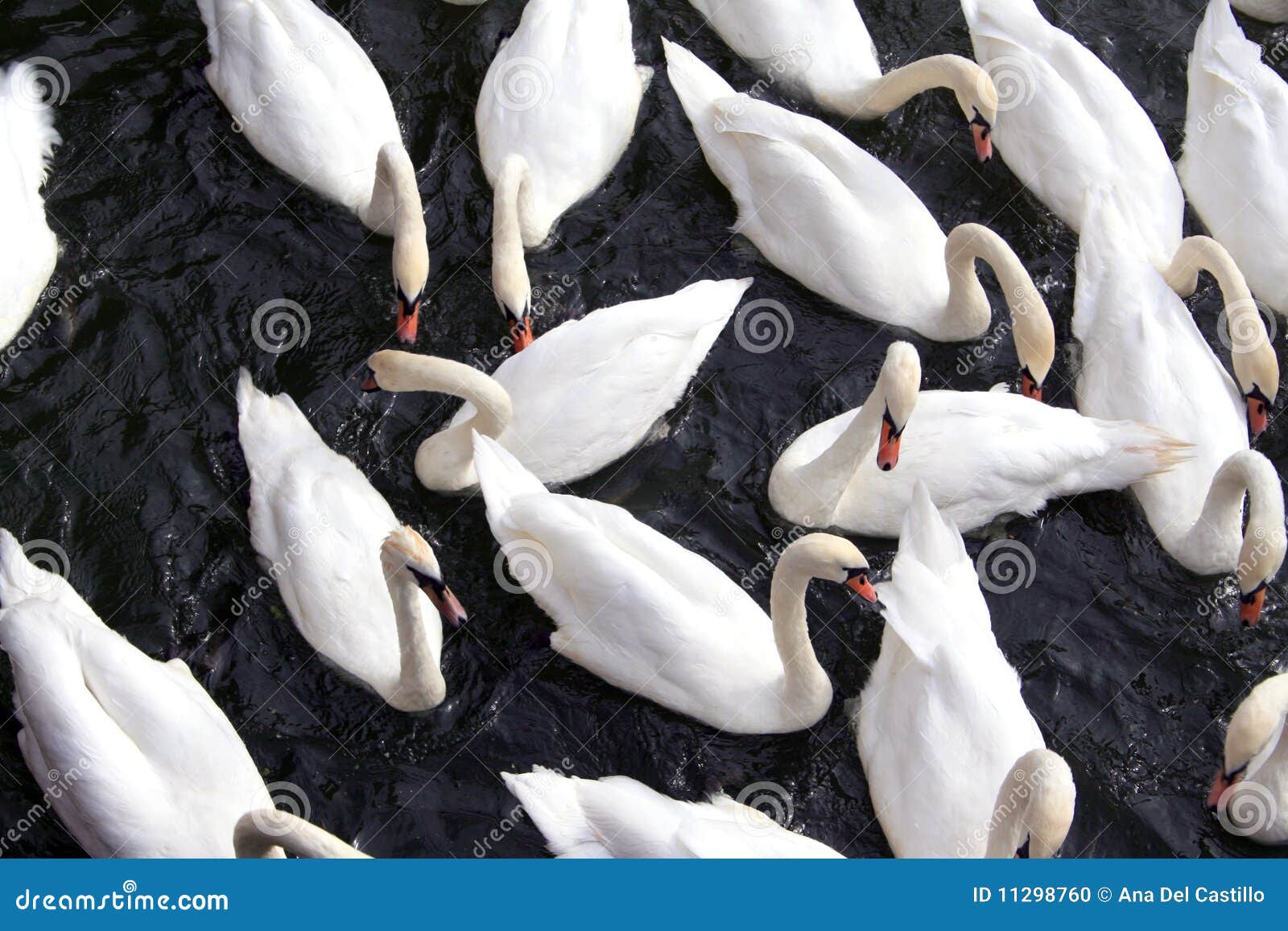 Group of swans stock photo. Image of nature, feathers - 11298760
