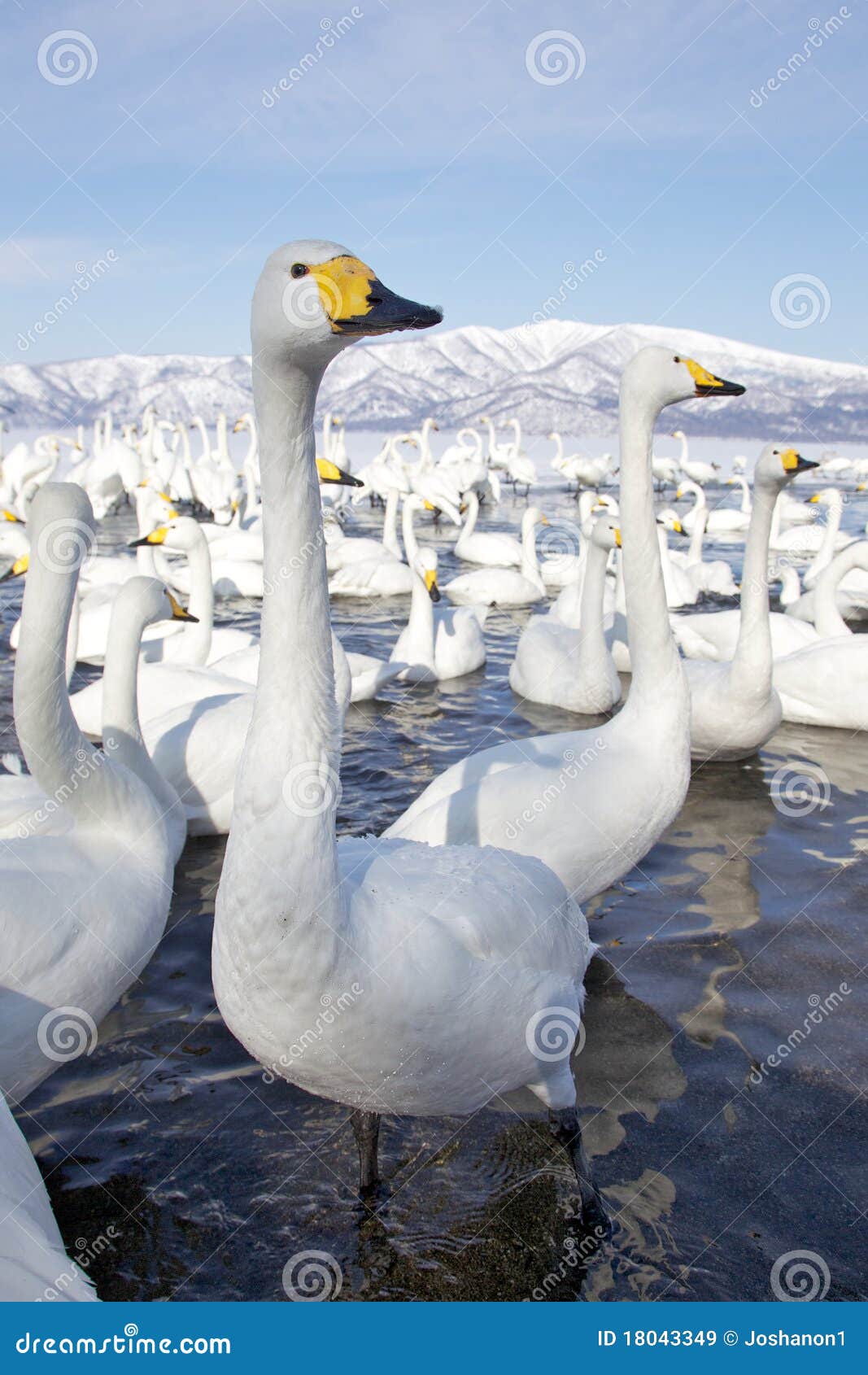 Group of Swans stock image. Image of japan, mass, peaceful - 18043349