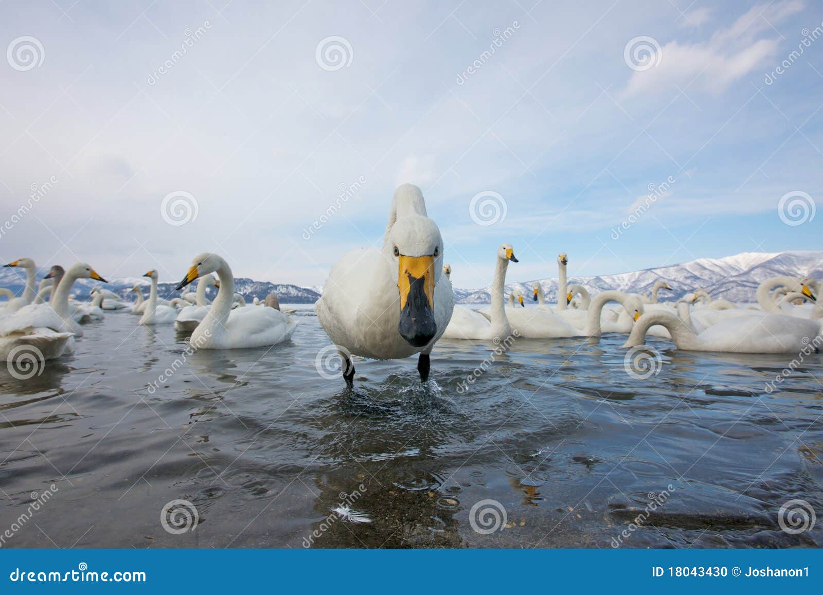Group of Swans stock photo. Image of frozen, relaxing - 18043430