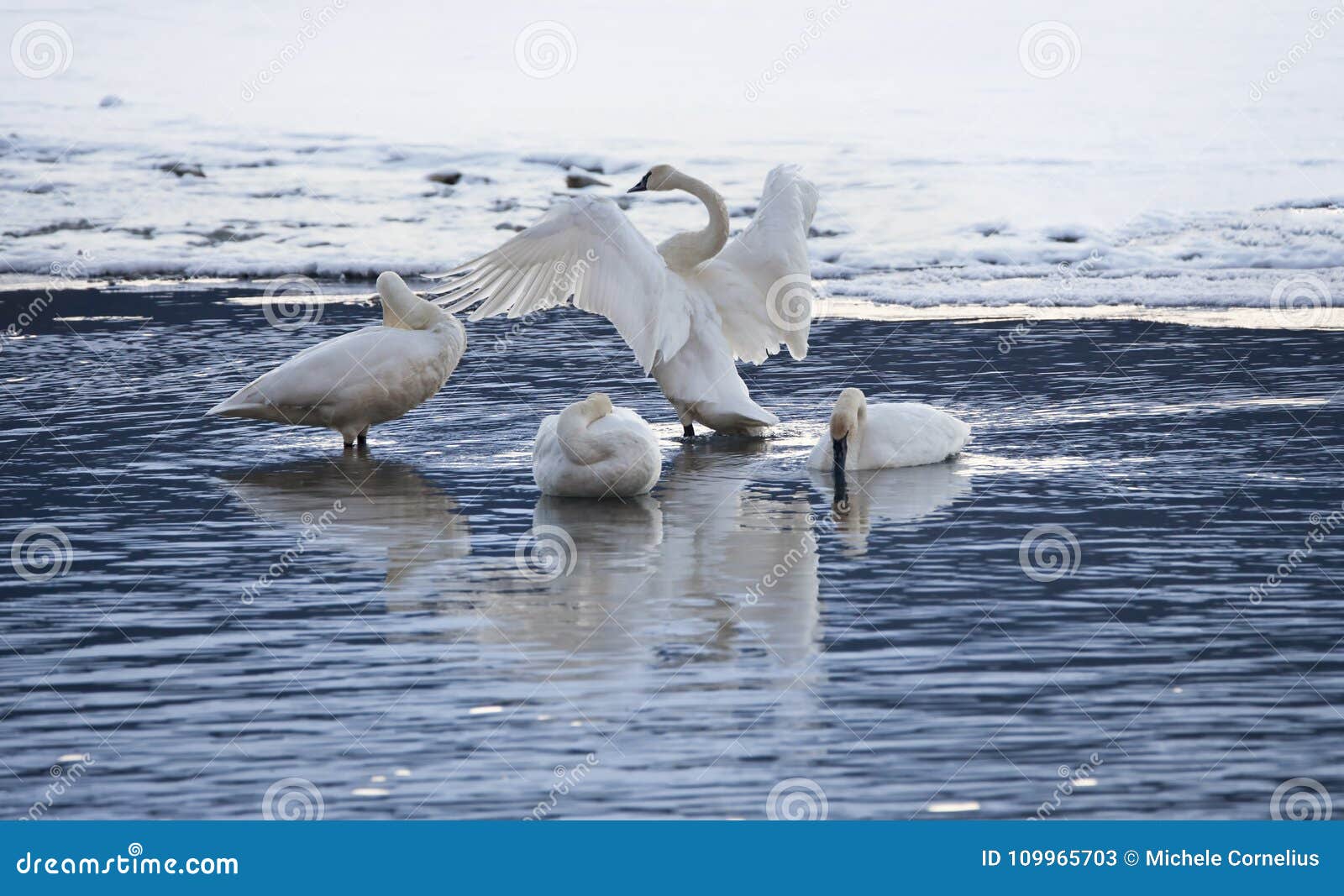 Group of Swans in Evening Light Stock Image - Image of birds, blue ...