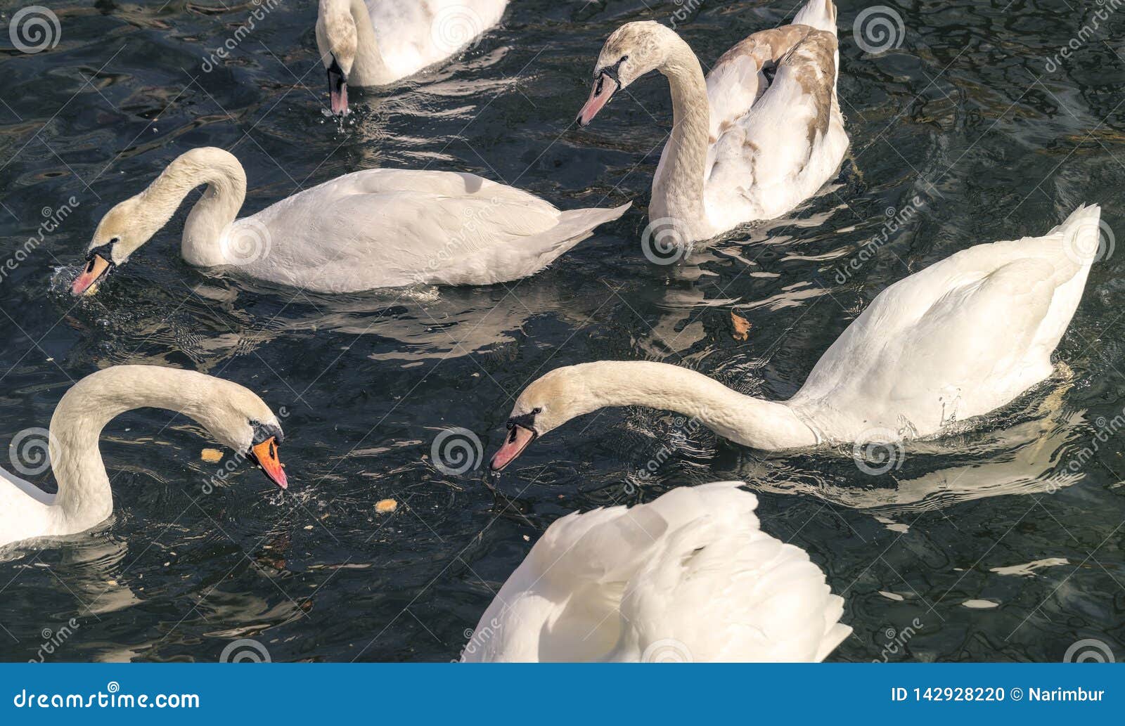 Group of swans is fed stock photo. Image of elegant - 142928220