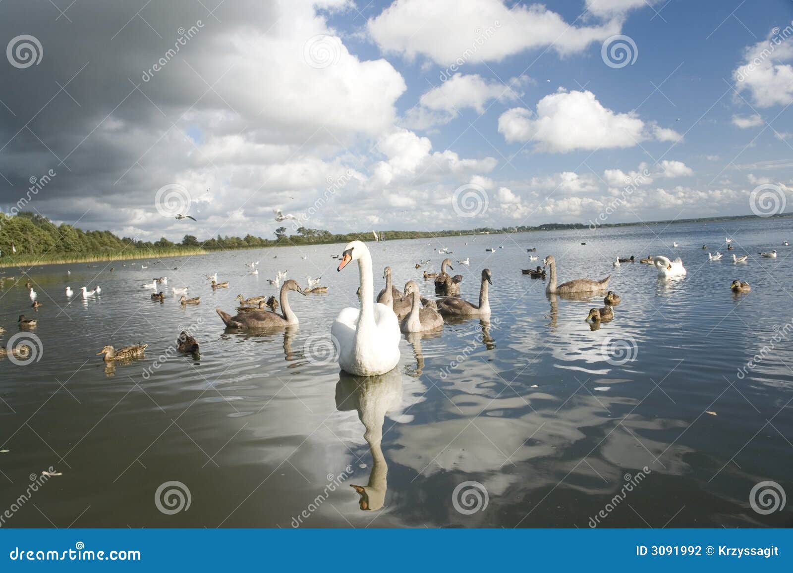 Group of swans on a lake stock photo. Image of reflecting - 3091992