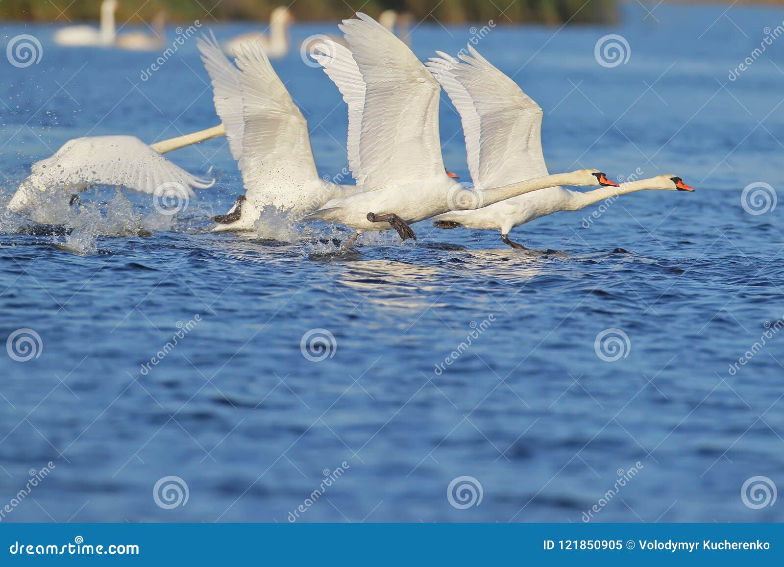 A Group of Swans Running on the Water Stock Image - Image of yellow ...