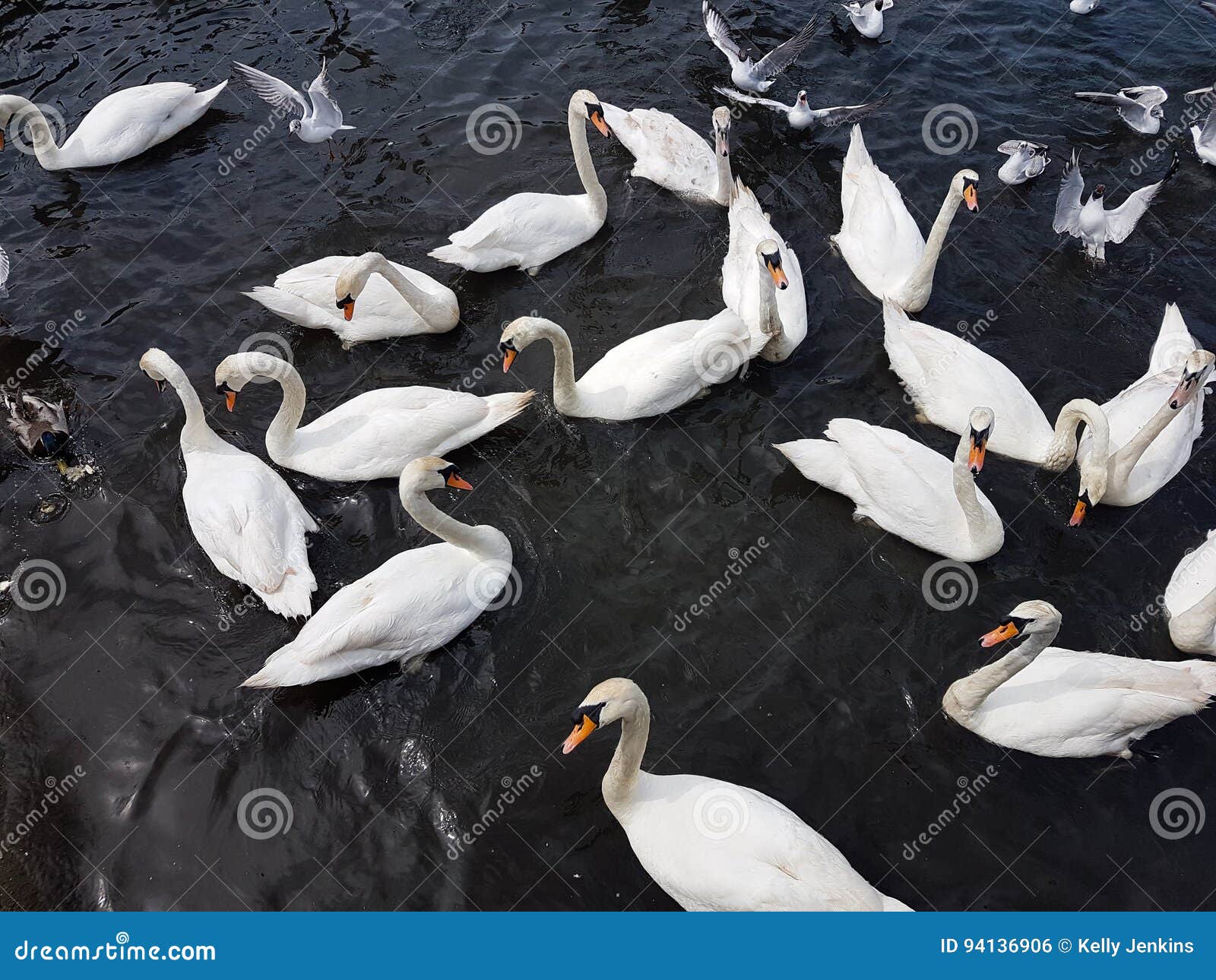 A Group of Swans stock photo. Image of bird, swan, nature - 94136906