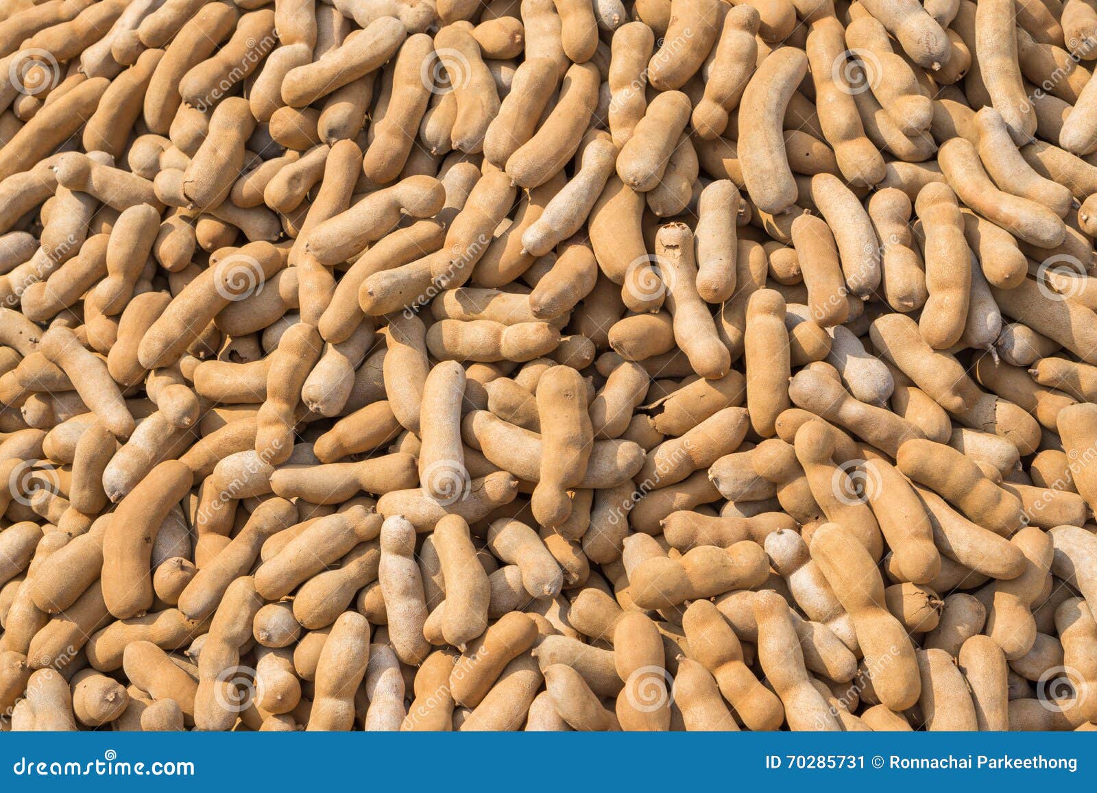 Group of Sweet Tamarind Pods Stock Image - Image of tamarindus, healthy ...