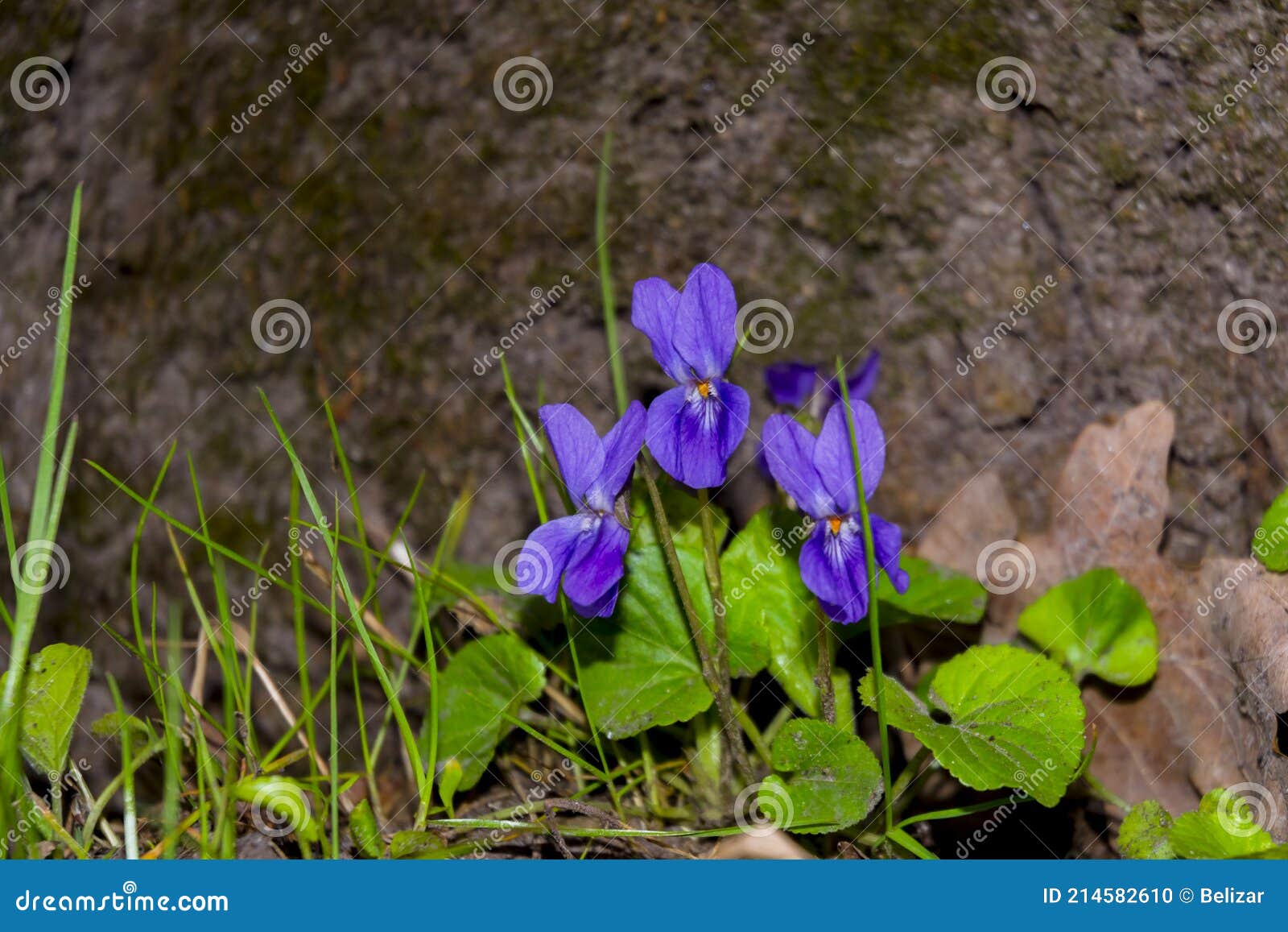 Group of Sweet Violet in a Forest in Early Spring Stock Photo - Image ...